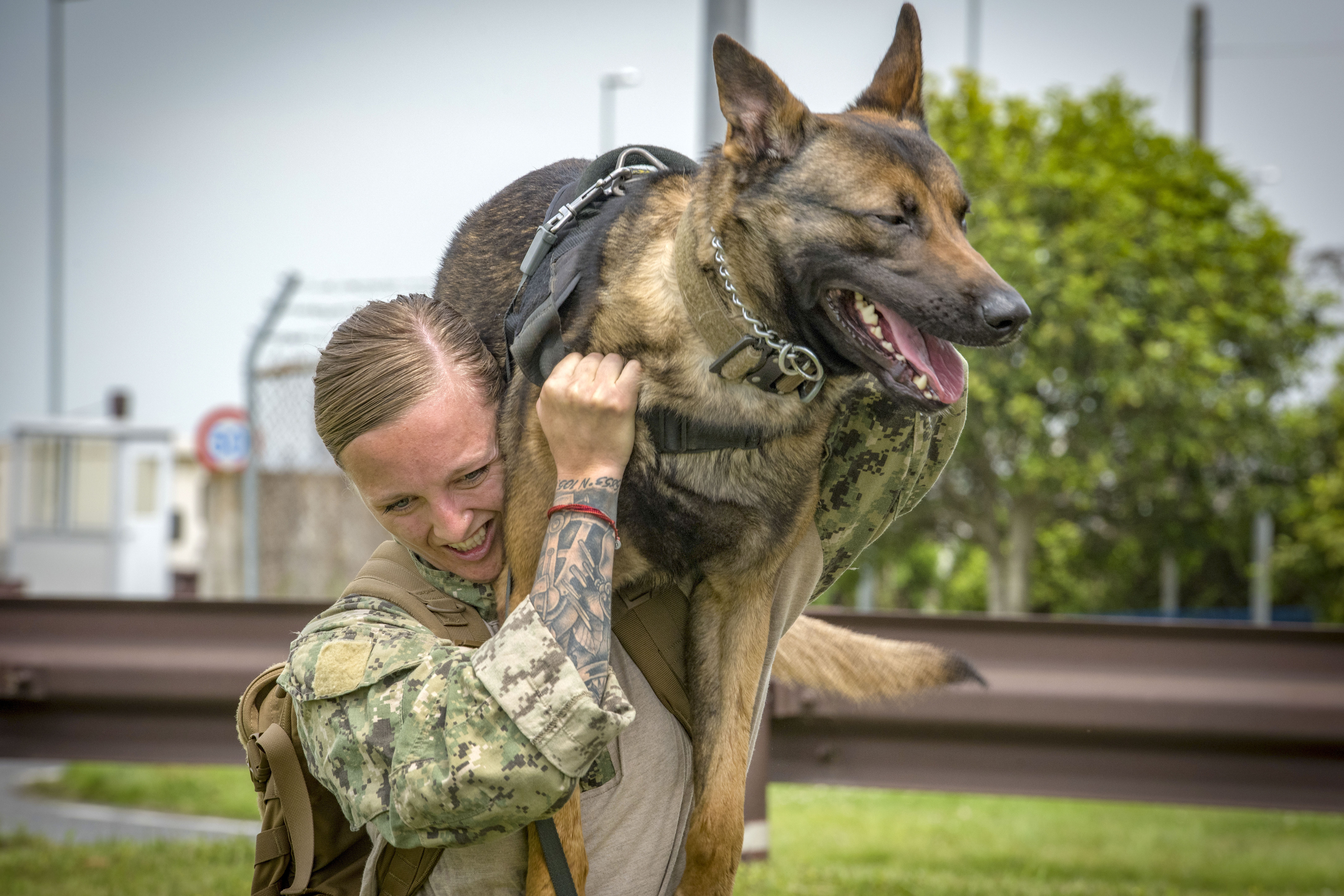 Canine Carry | U.S. Department of War