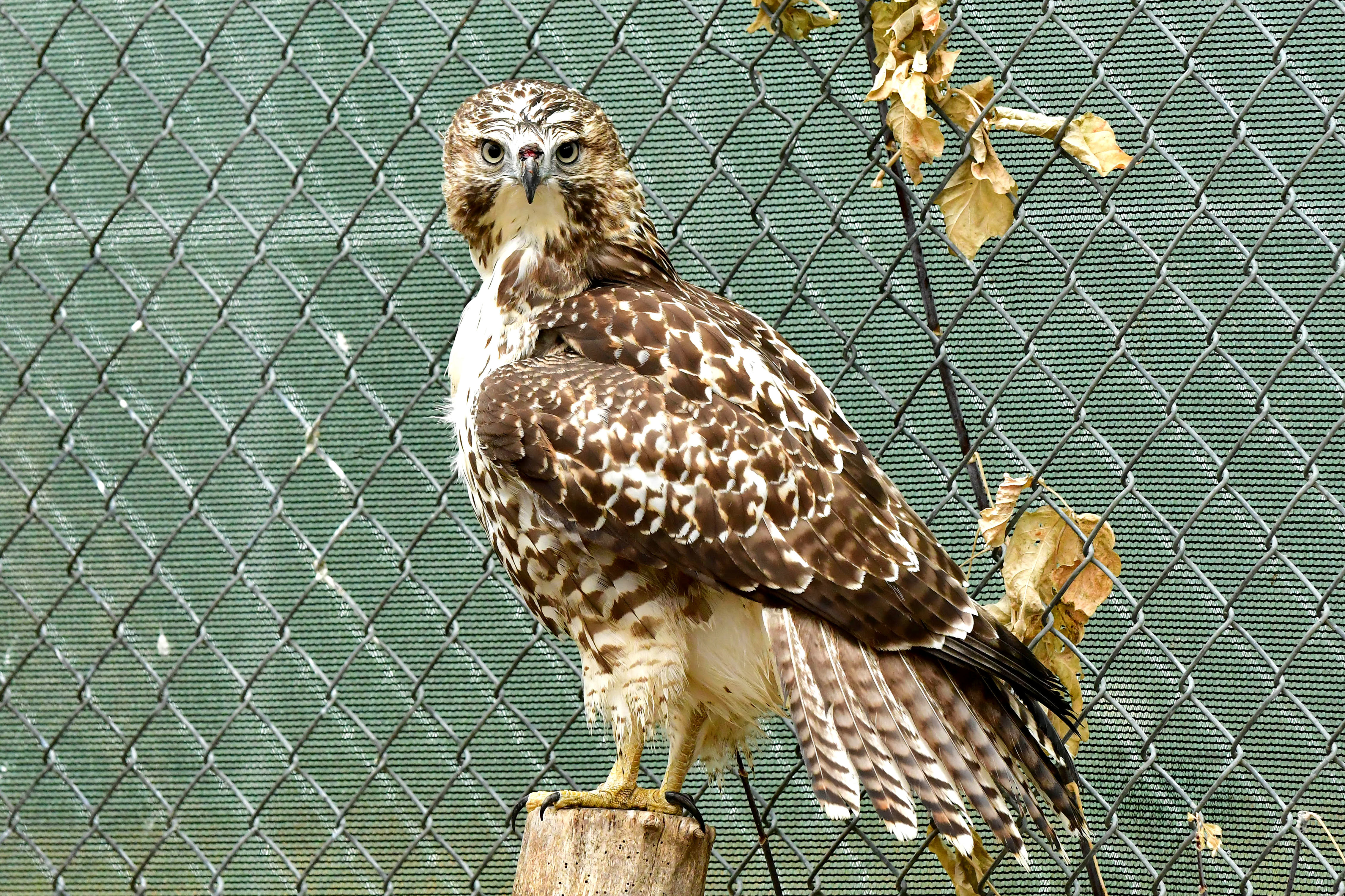 Dakota Zoo releases hawk rescued at Grand Forks AFB > Grand Forks Air ...