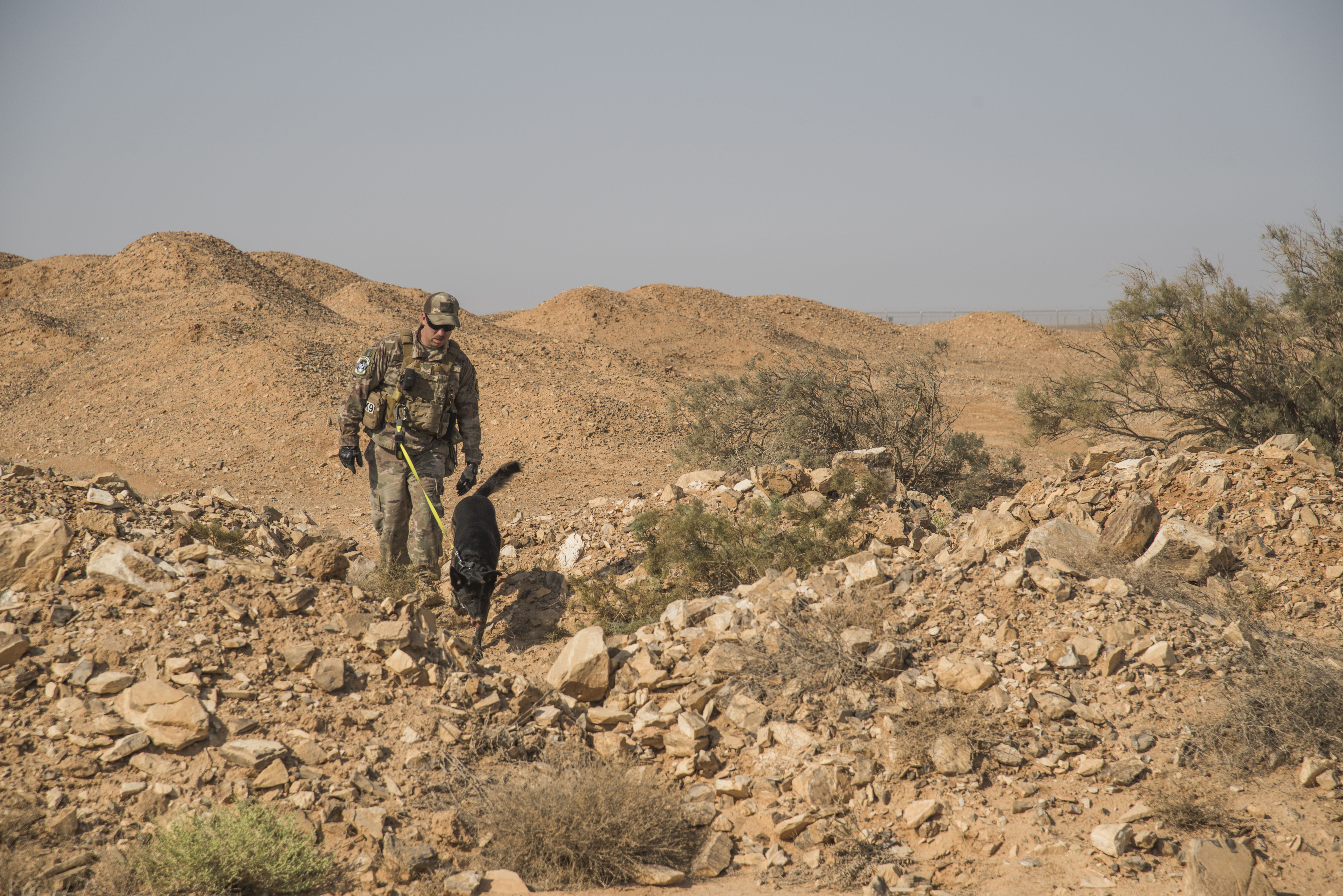 332nd ESFS trains military working dogs for success > U.S. Air Forces ...