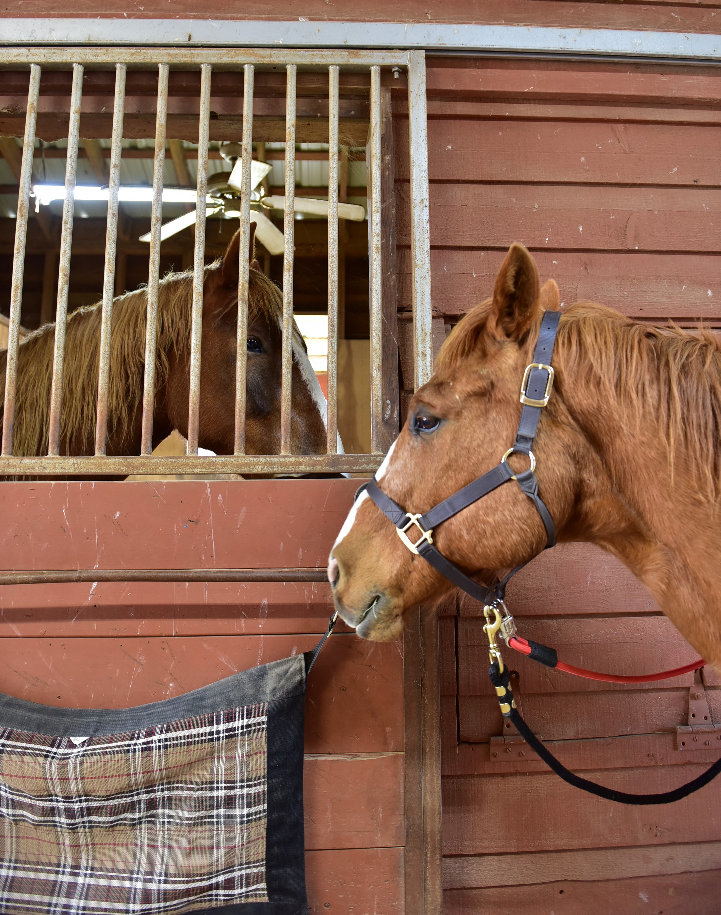 EFMP partners with Hearts & Hooves for day of horsing around > Little ...