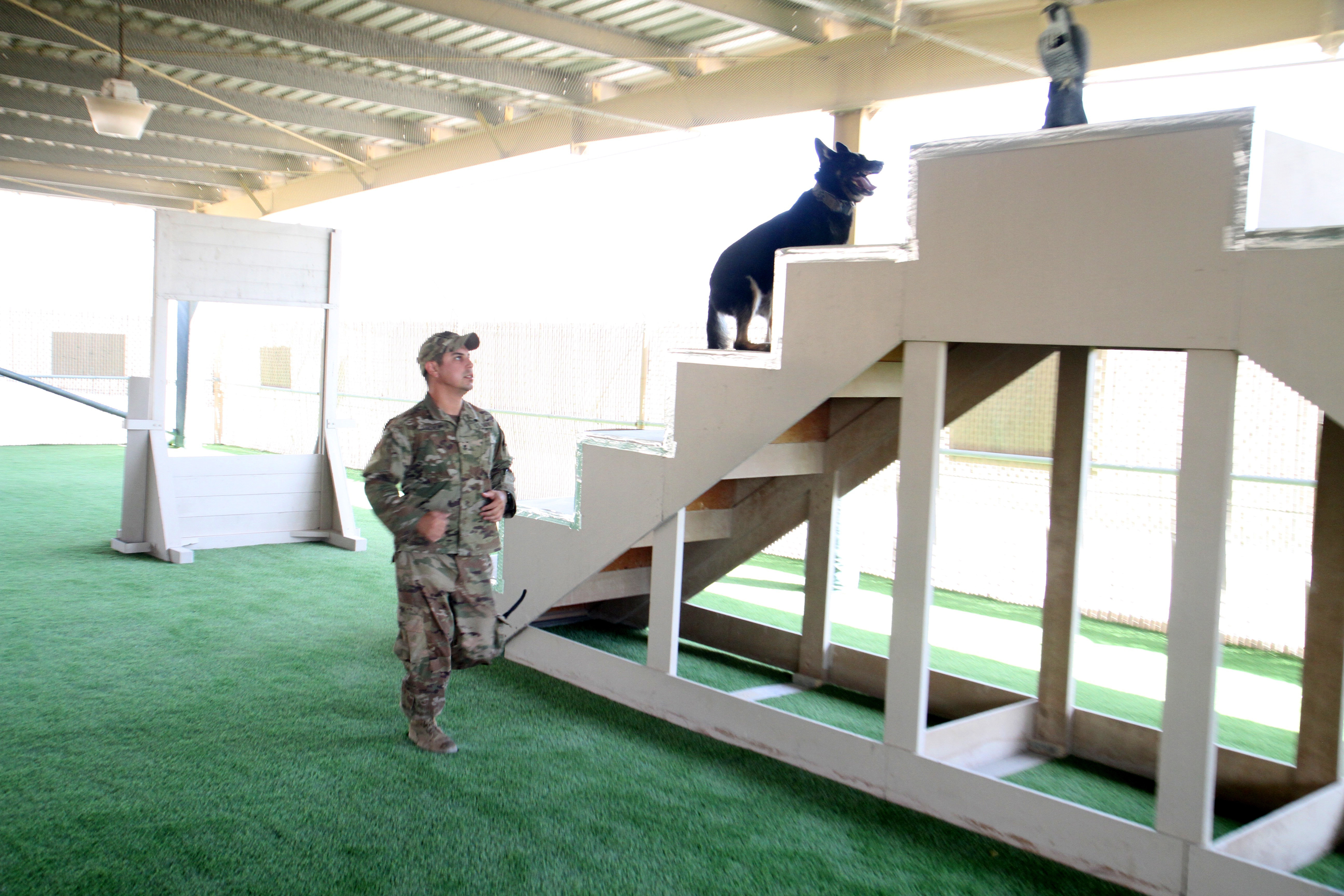 Dogs, Handlers Welcome New Turf Obedience Course > U.S. Army Central ...