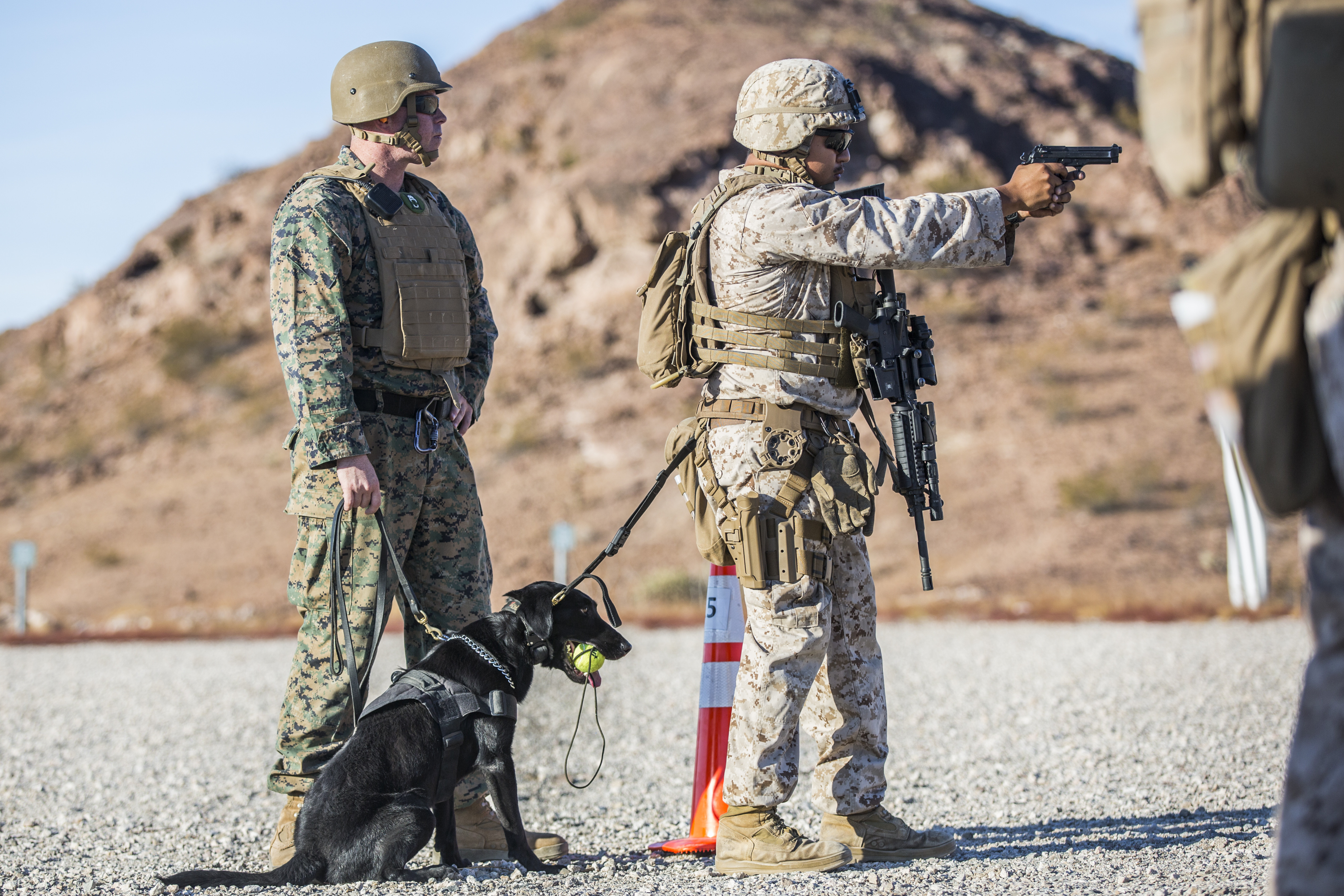 Marines Conduct K9 Live Fire Training > Marine Corps Air Station Yuma ...