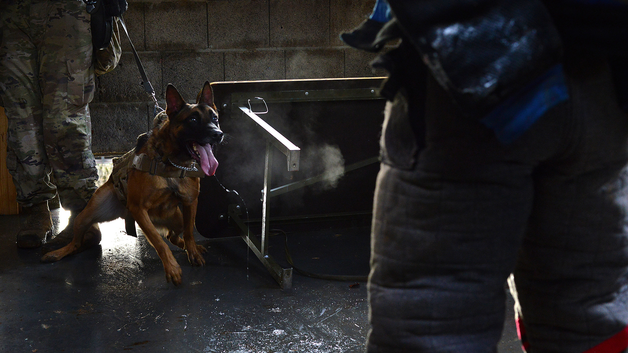 U.S. Army Military Working Dogs