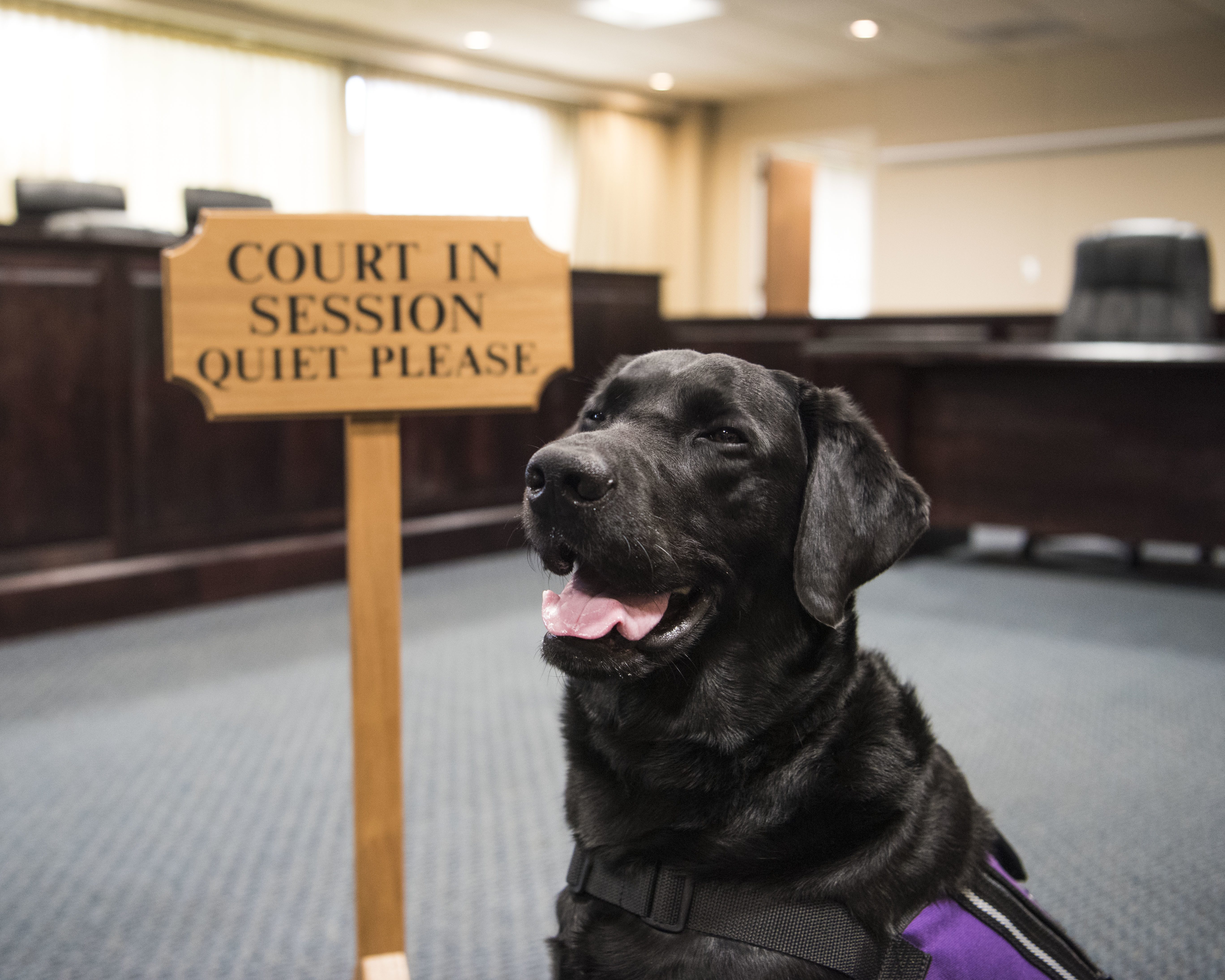 Pawsitive impacts; first DOD certified courthouse facility dog ...