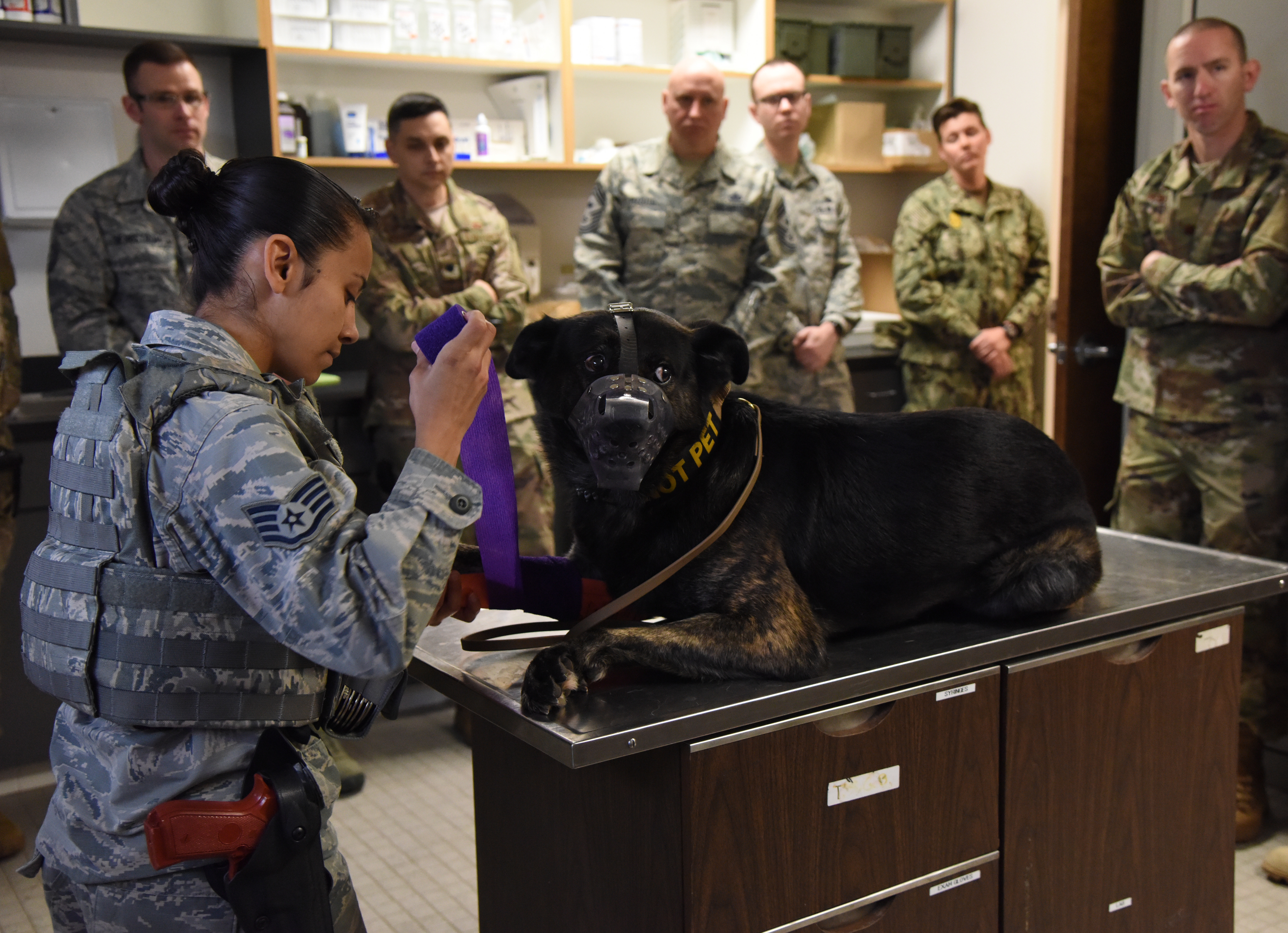 Defenders host 81st SFS Military Working Dog Kennel Expo > Keesler Air ...