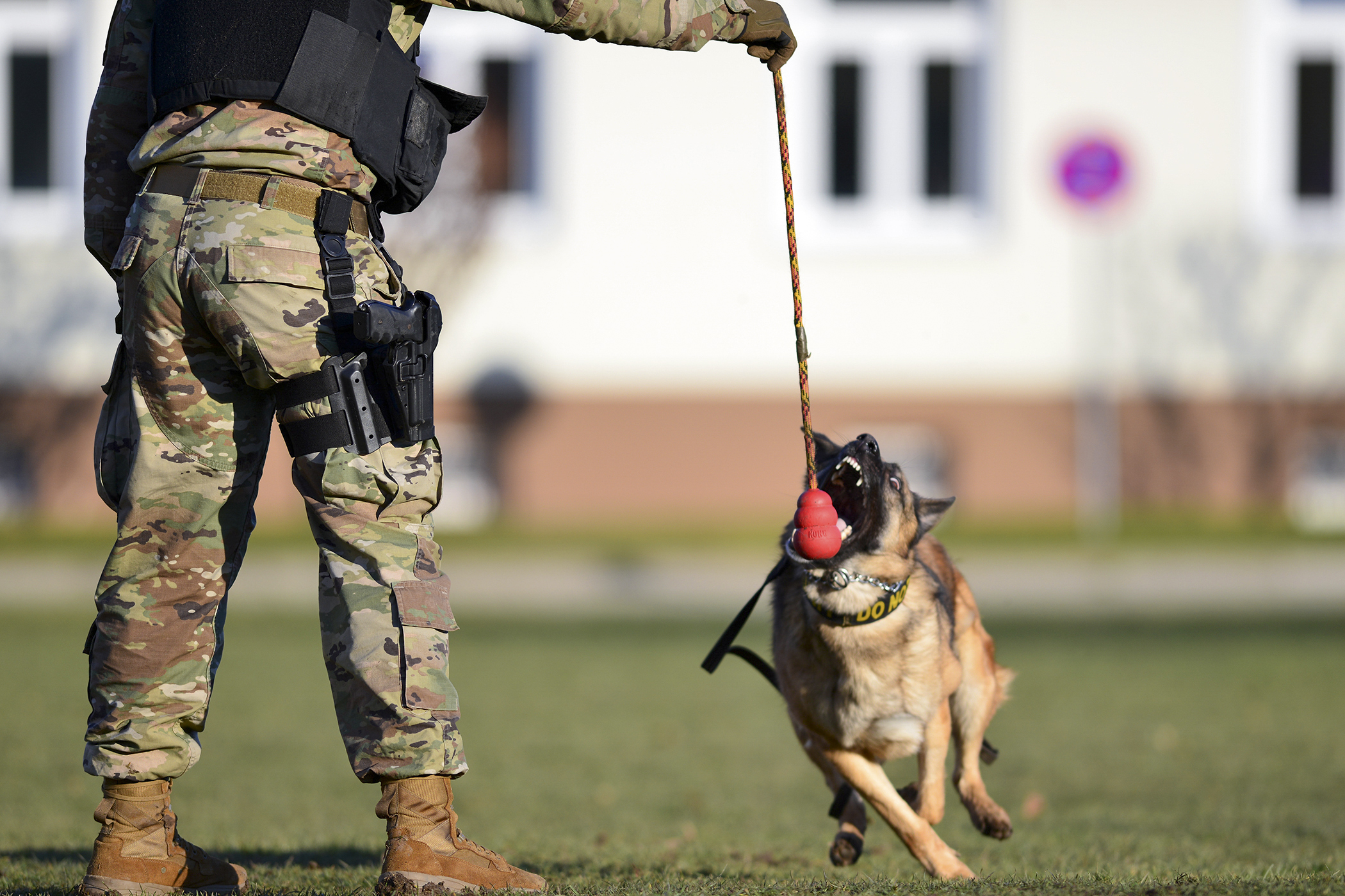 Where Are British Army Dog Handlers Based