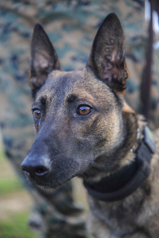 Souda Bay Bite Training