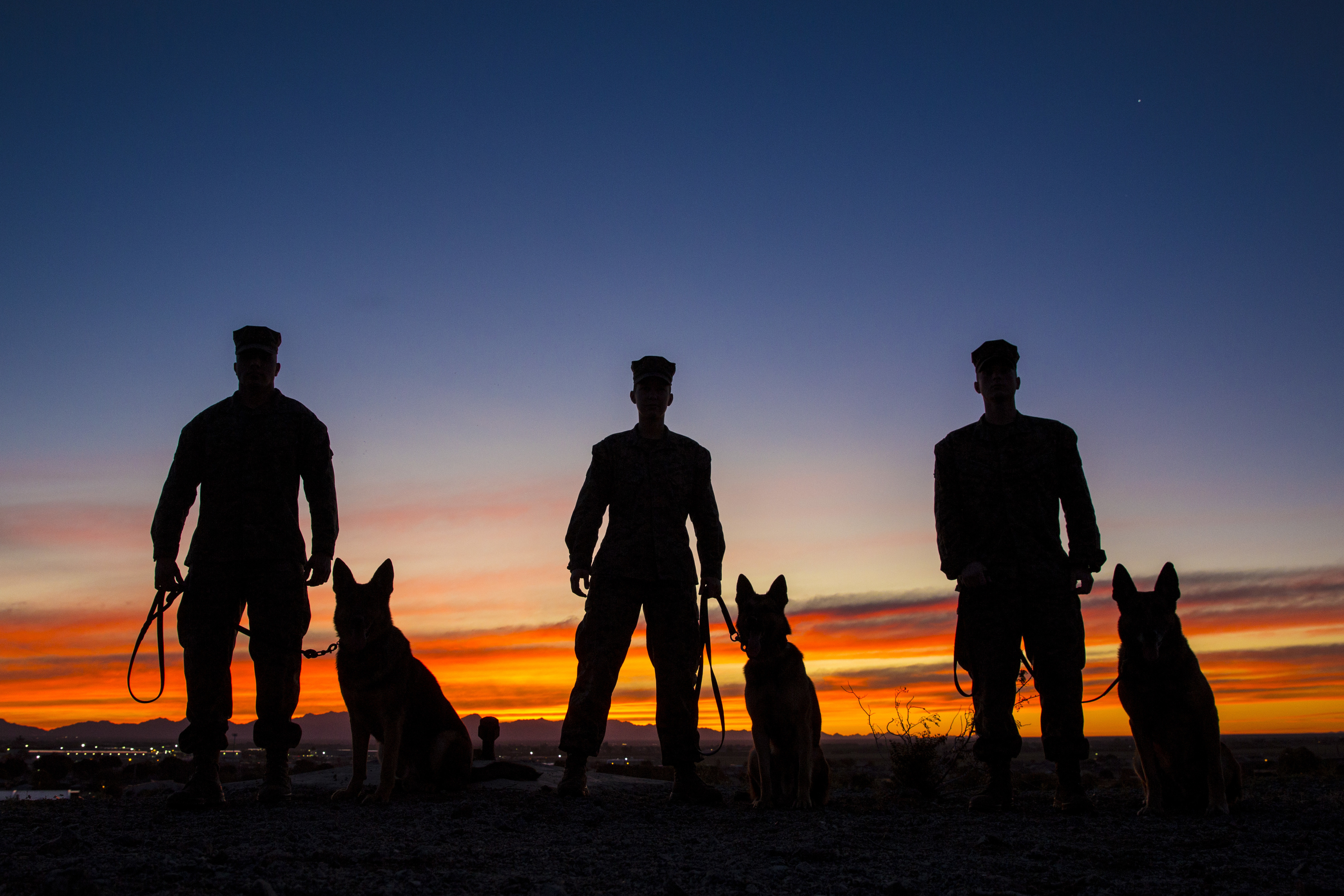 Working Dogs | U.S. Department of War