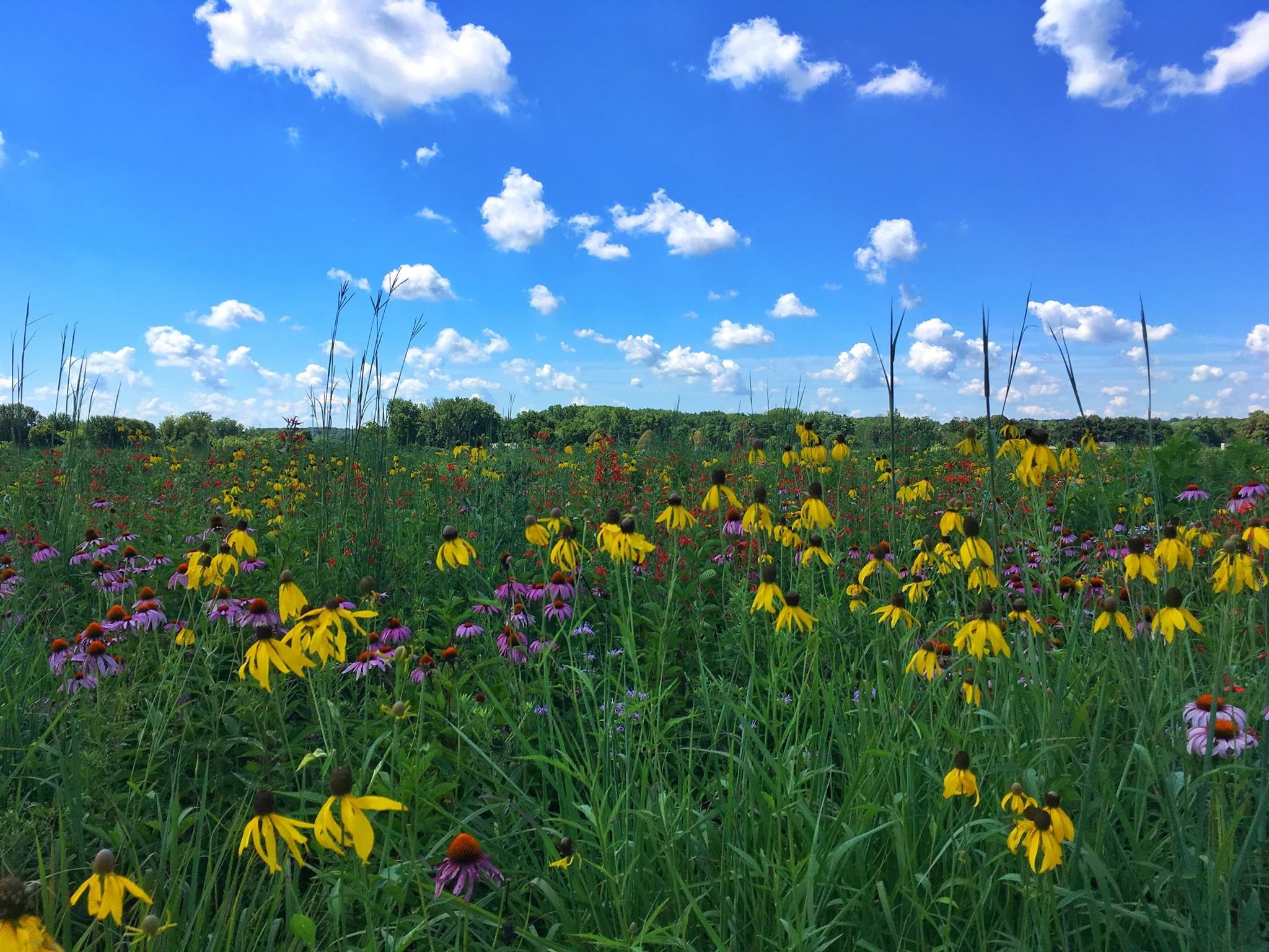 See the splendor of Huffman Prairie during walking tours > Wright ...