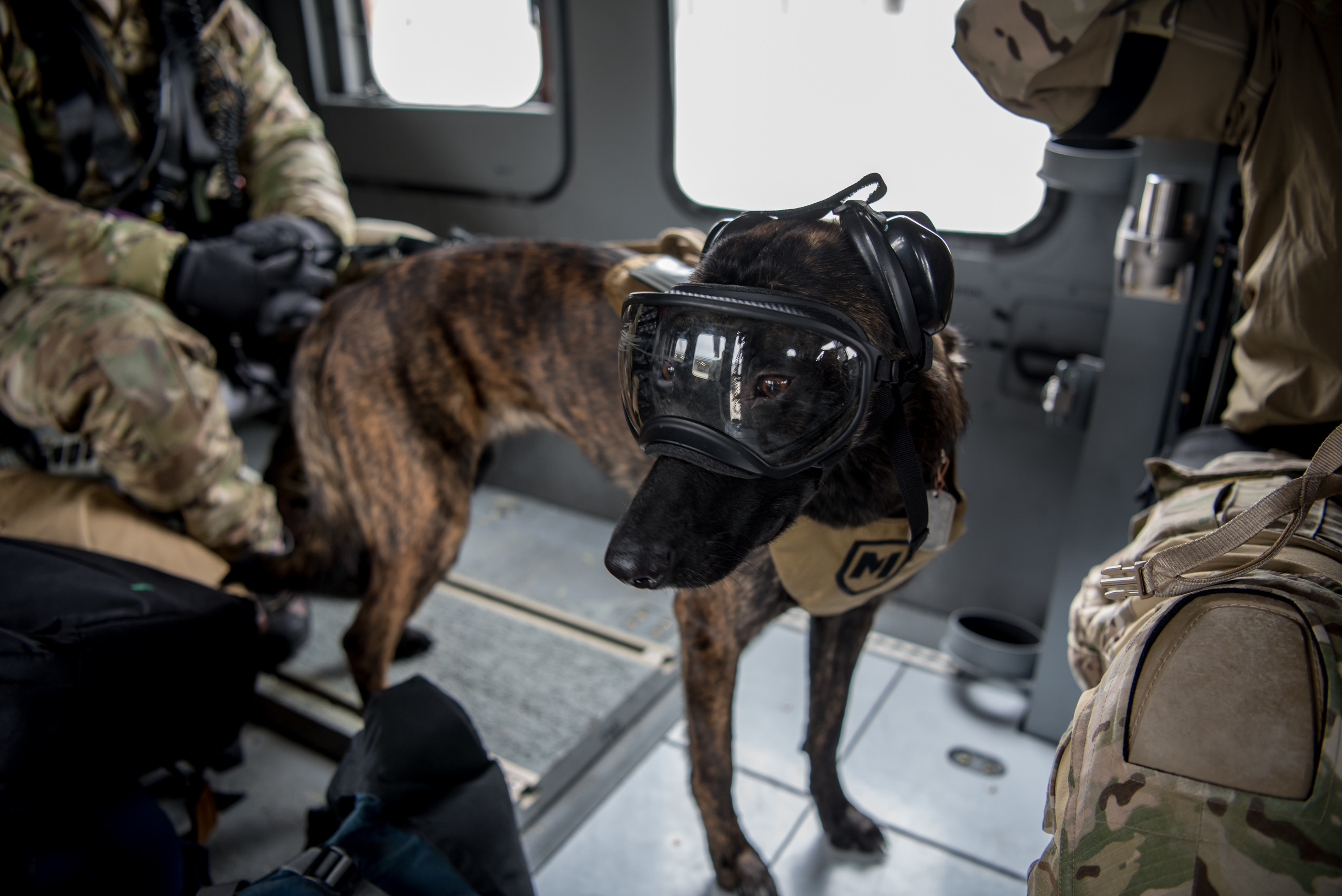 Kentucky Air Guard is home to only search and rescue dog in DoD > 123rd ...