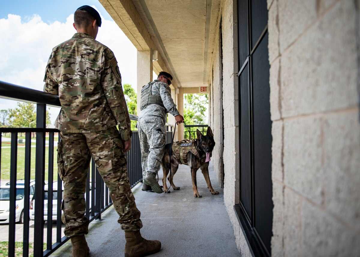 325th SFS MWD: Strengthened through adversity > Tyndall Air Force Base ...