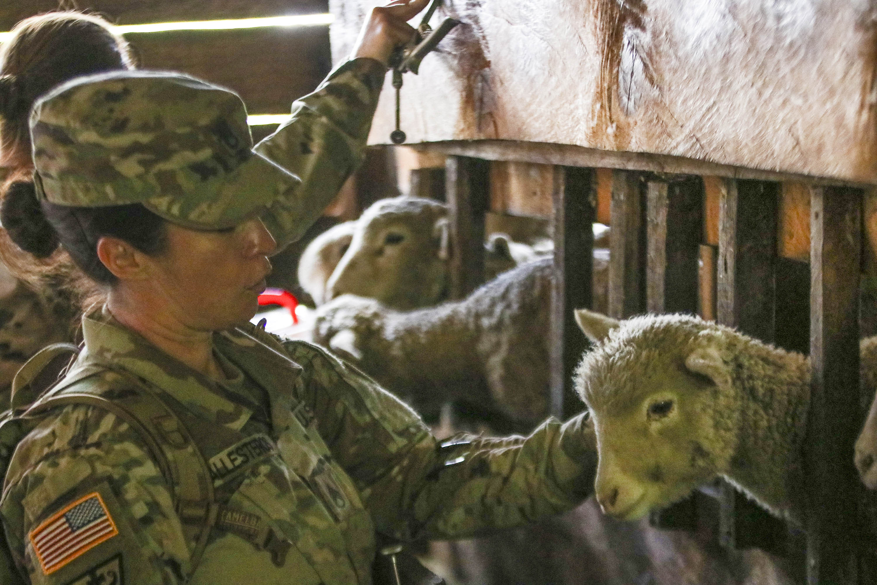 Lamb Love | U.S. Department of War