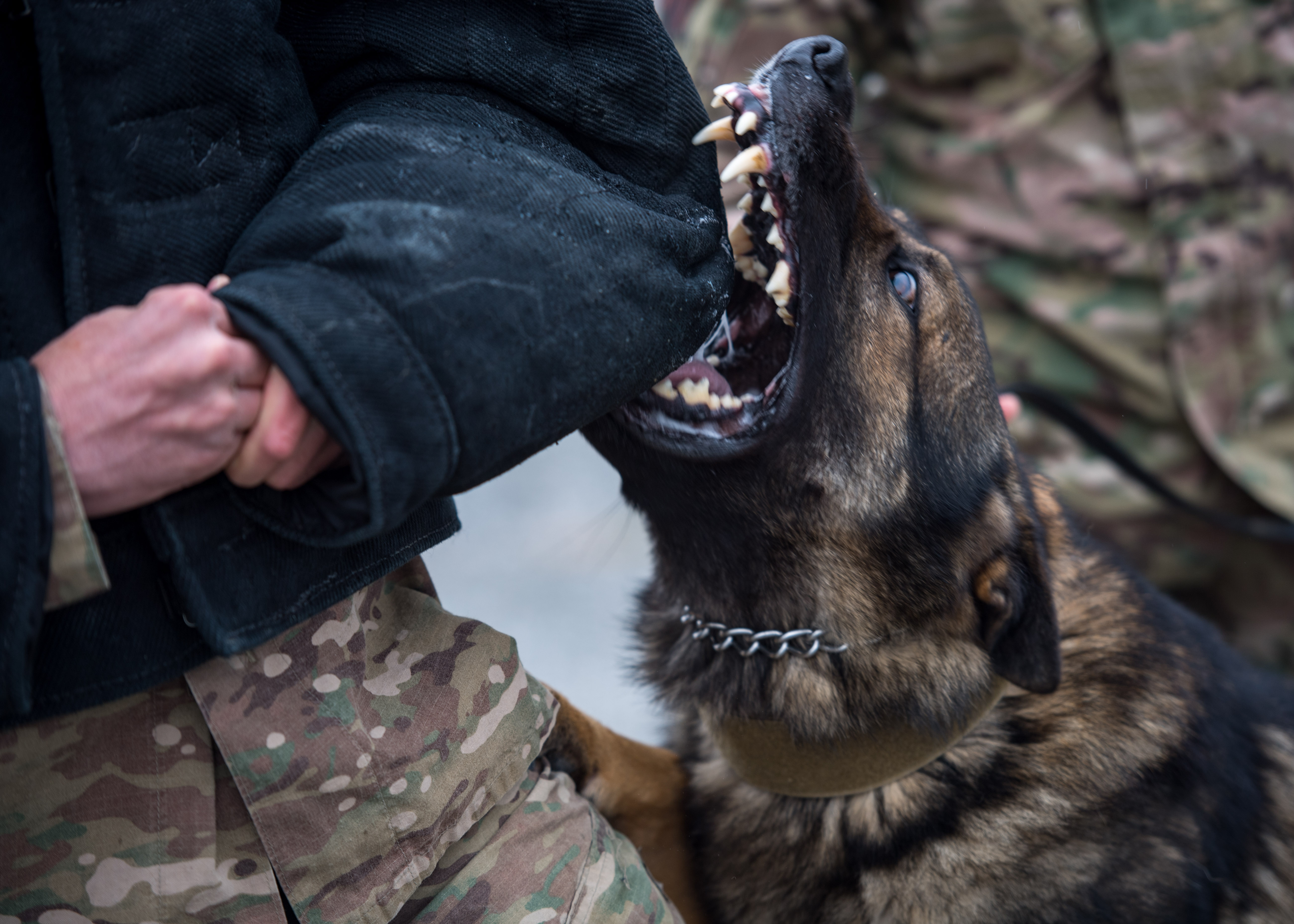 Army Dogs With Titanium Teeth