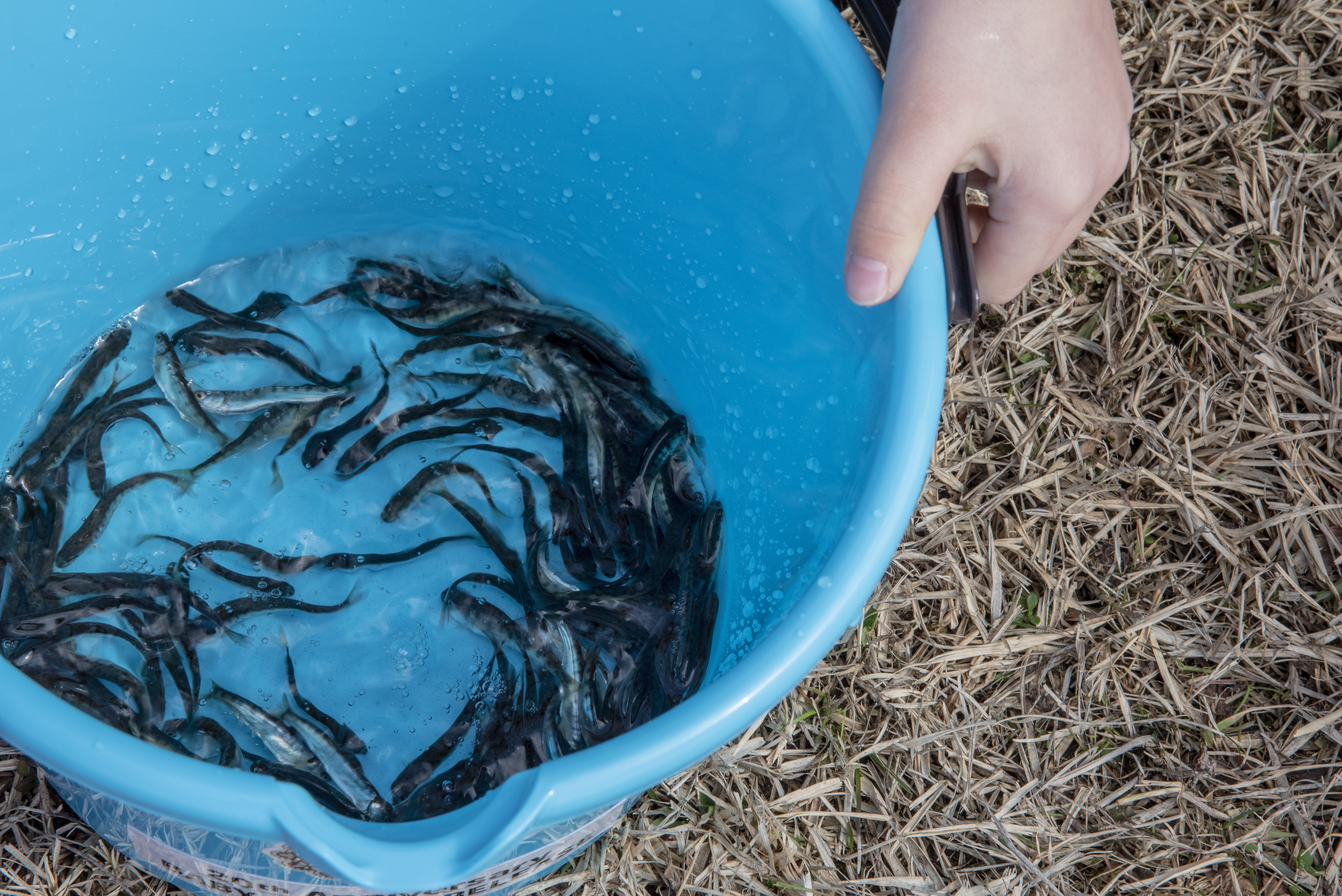 U.S., Japan families release baby salmon for Earth Day > Misawa Air ...