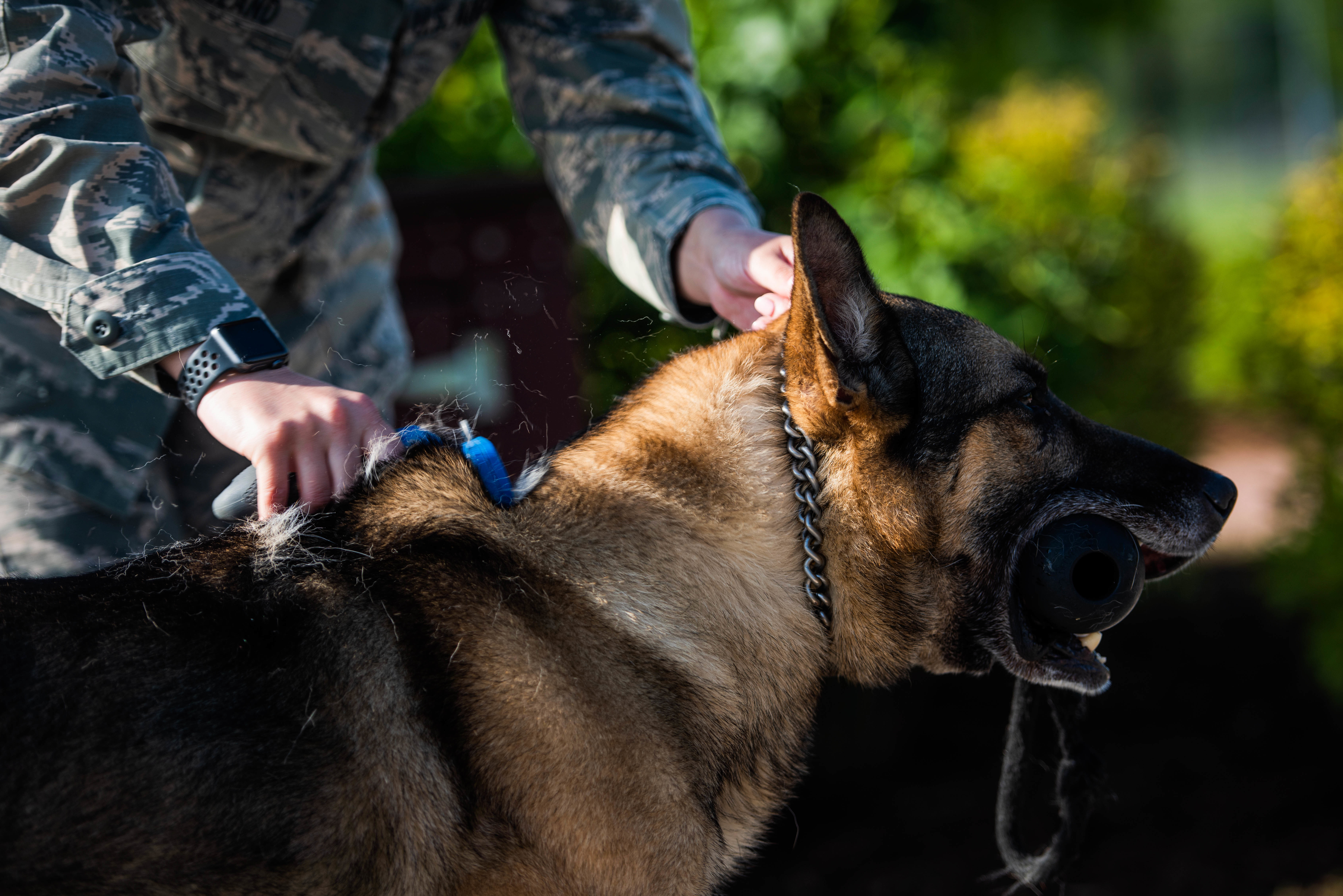 K9 Jack: A doggone good Defender > Scott Air Force Base > Display