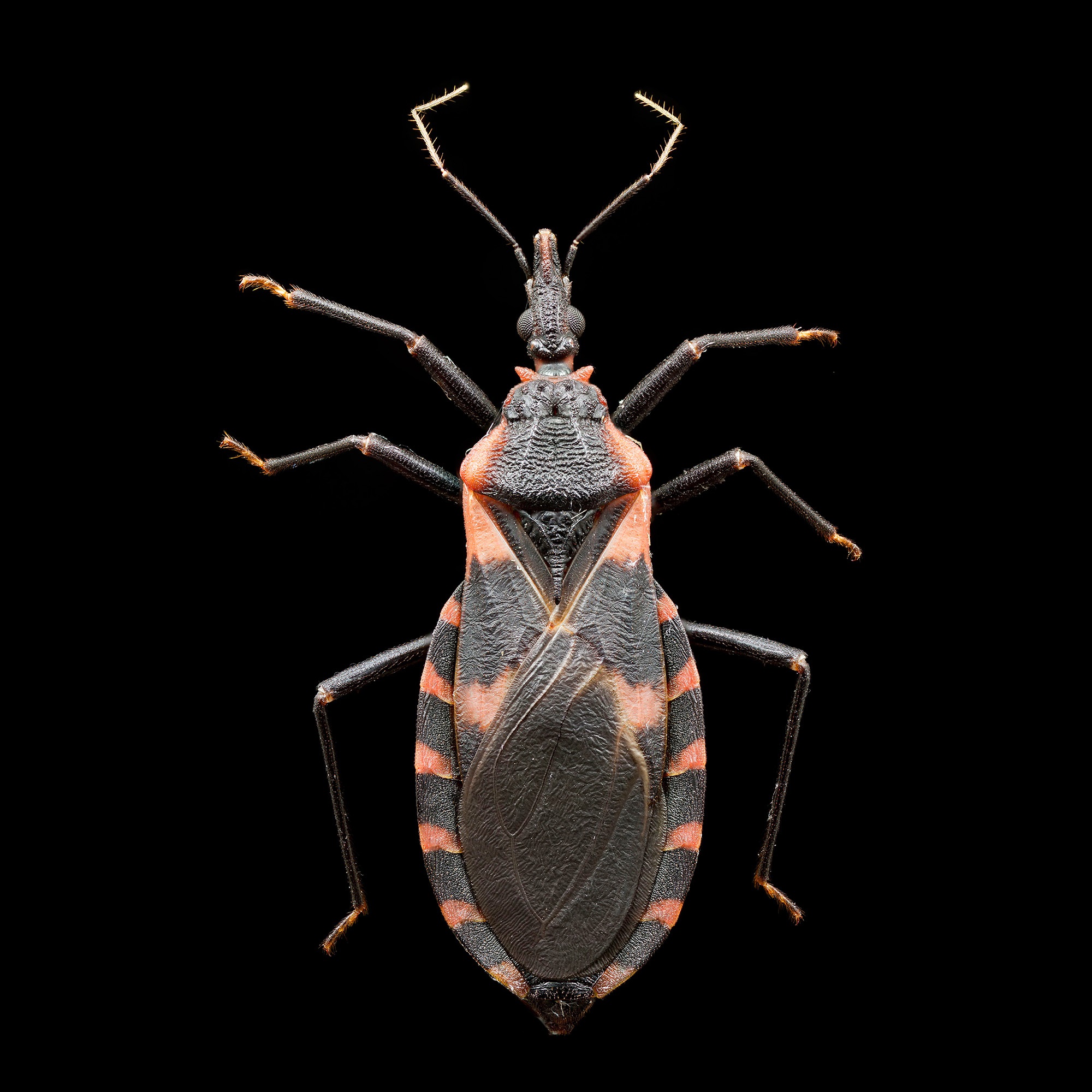Army Public Health Center dispel 'kissing bug' invasion rumors > Joint ...