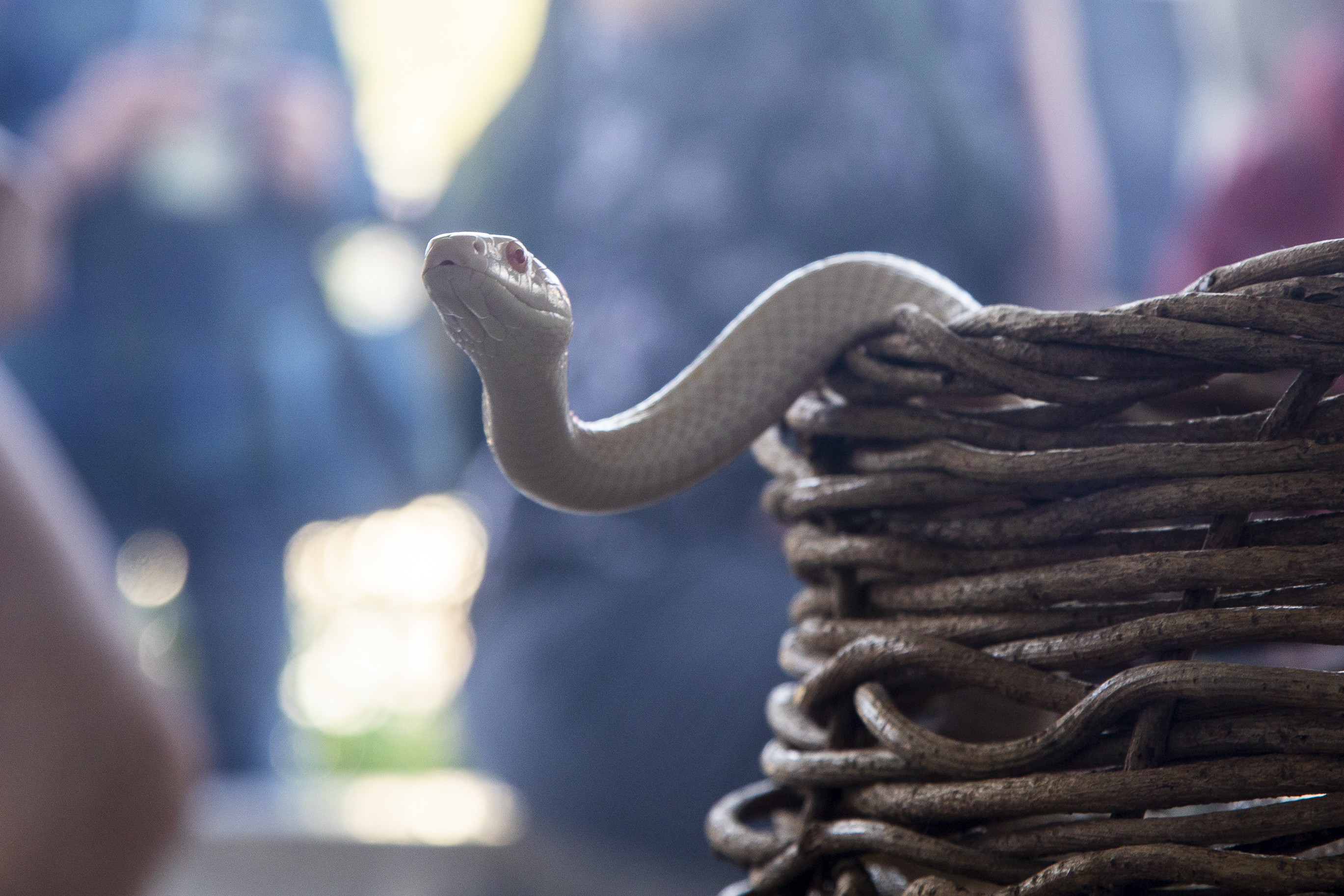 MCAS Iwakuni residents experience Iwakuni Shirohebi Shrine