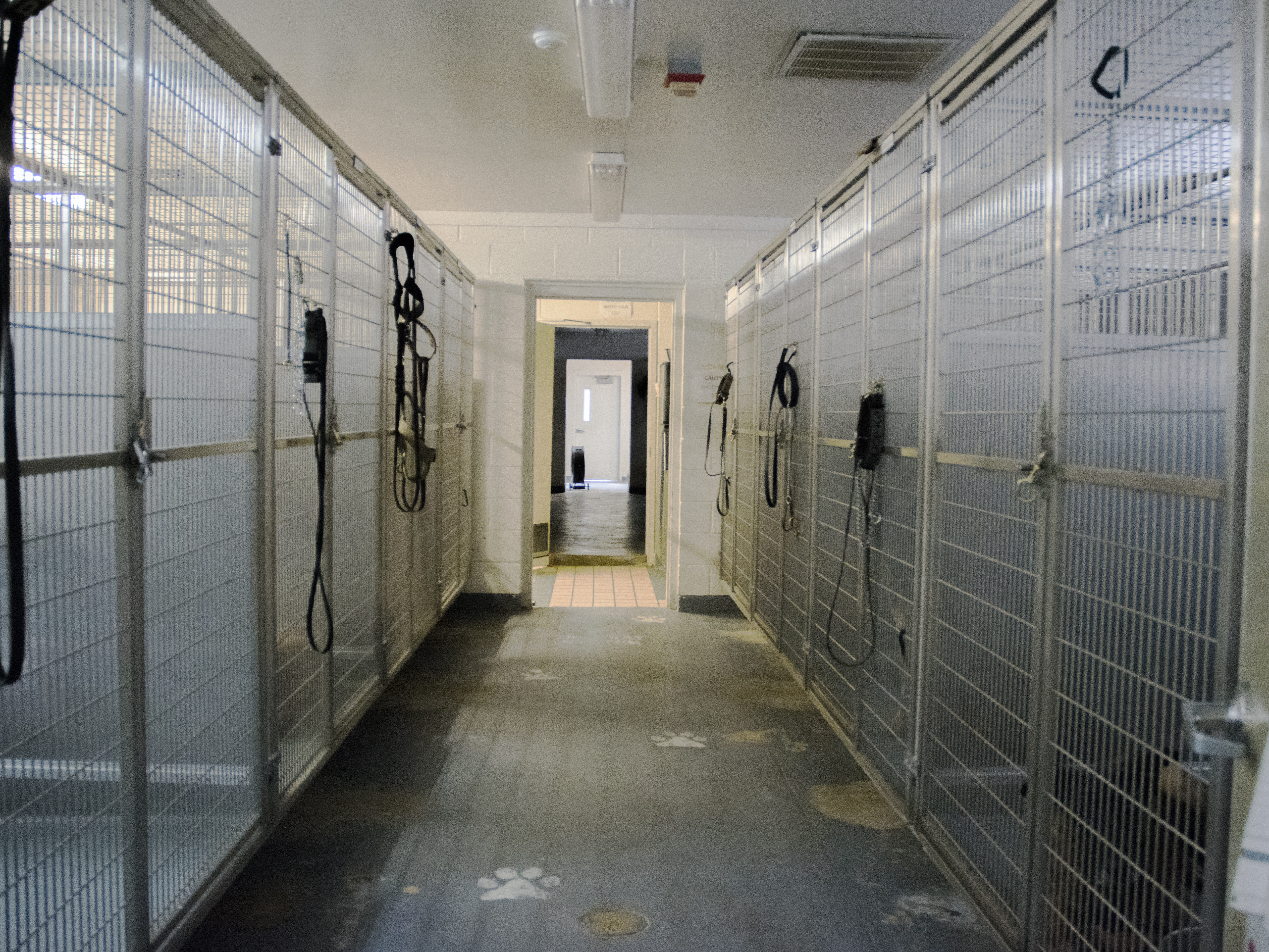 Dog Boarding Kennel Designs