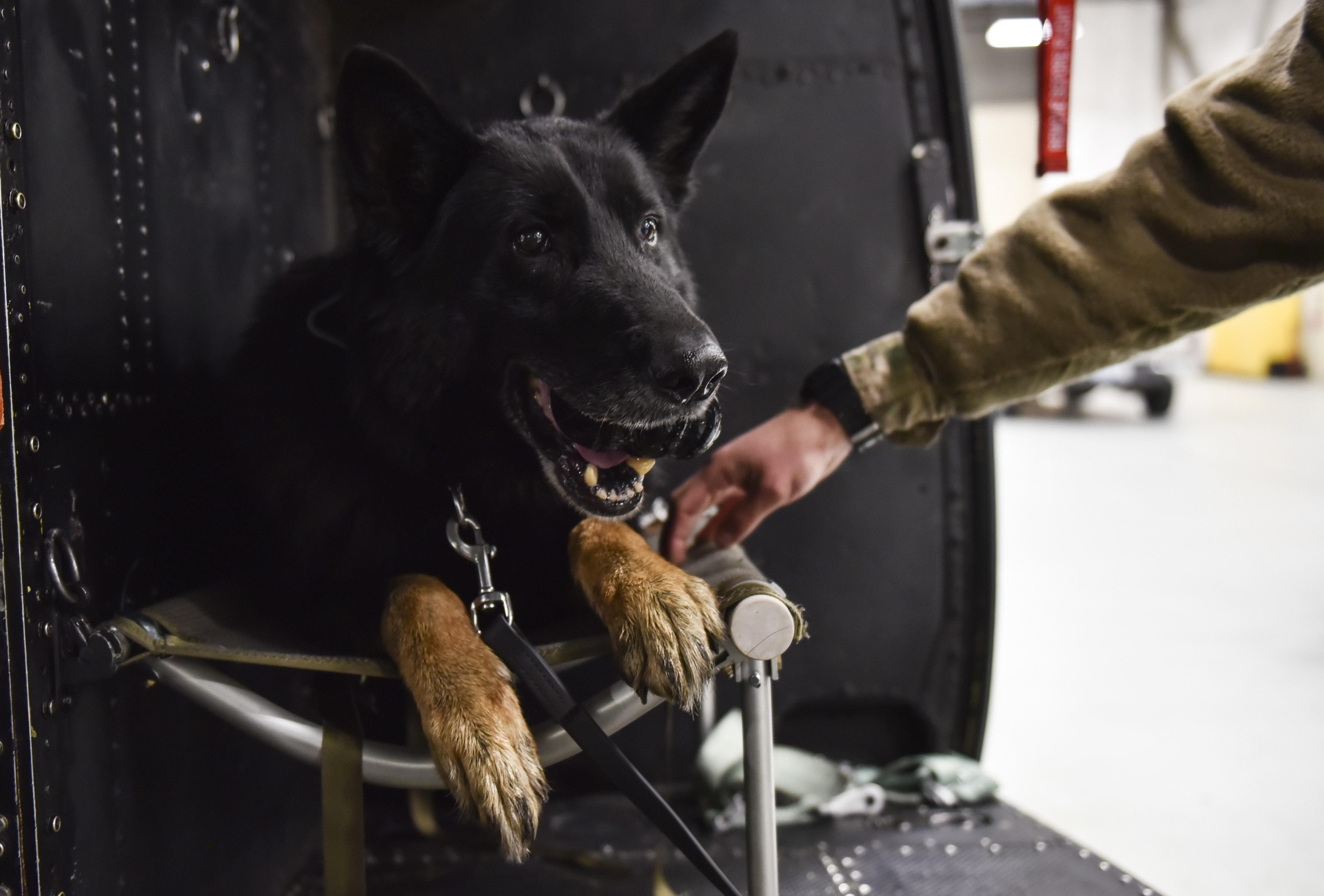 Fairchild Military Working Dogs participate in Huey training ...