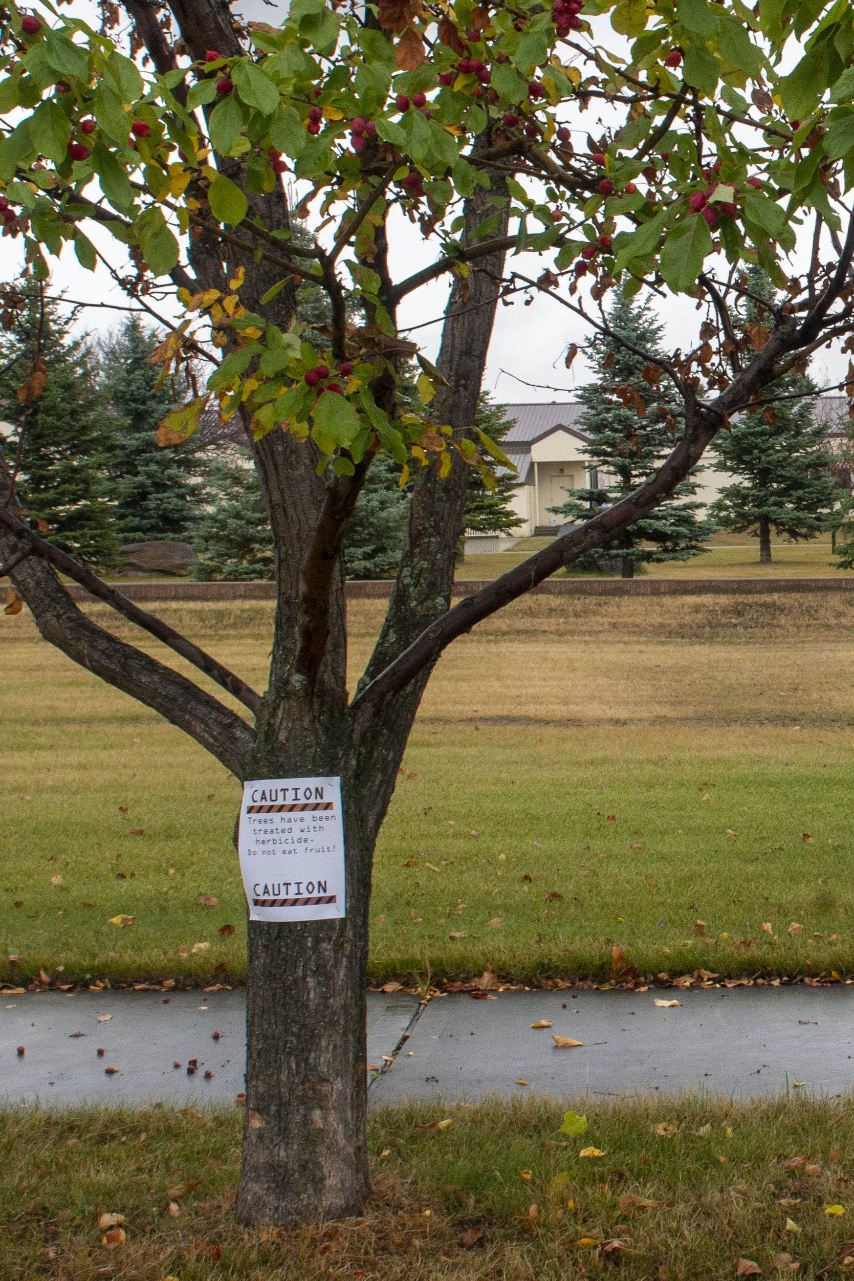JBER's BASH program uses tree removal project > Joint Base Elmendorf ...