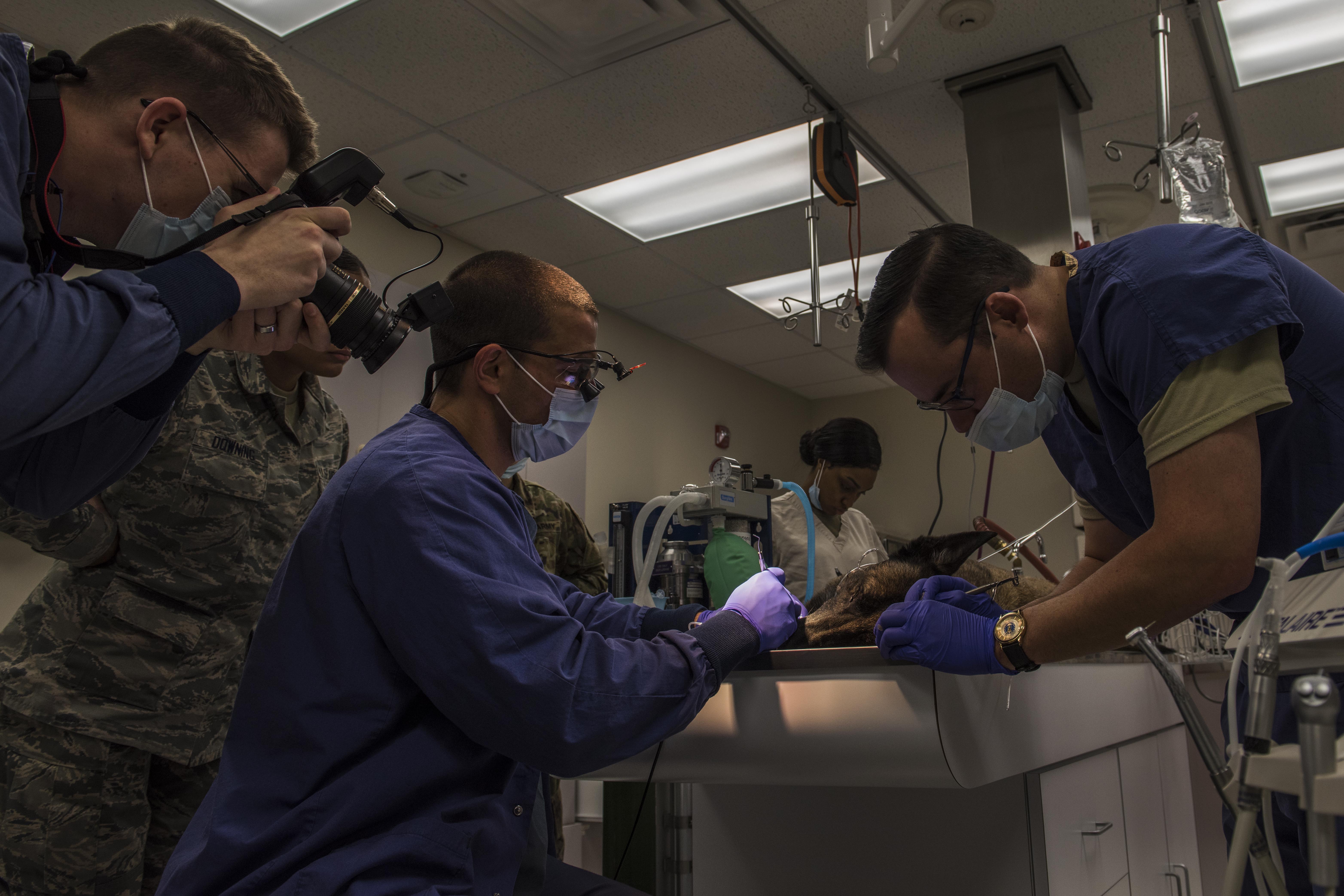 A stronger bite for a future fight > Air Force Medical Service > Display