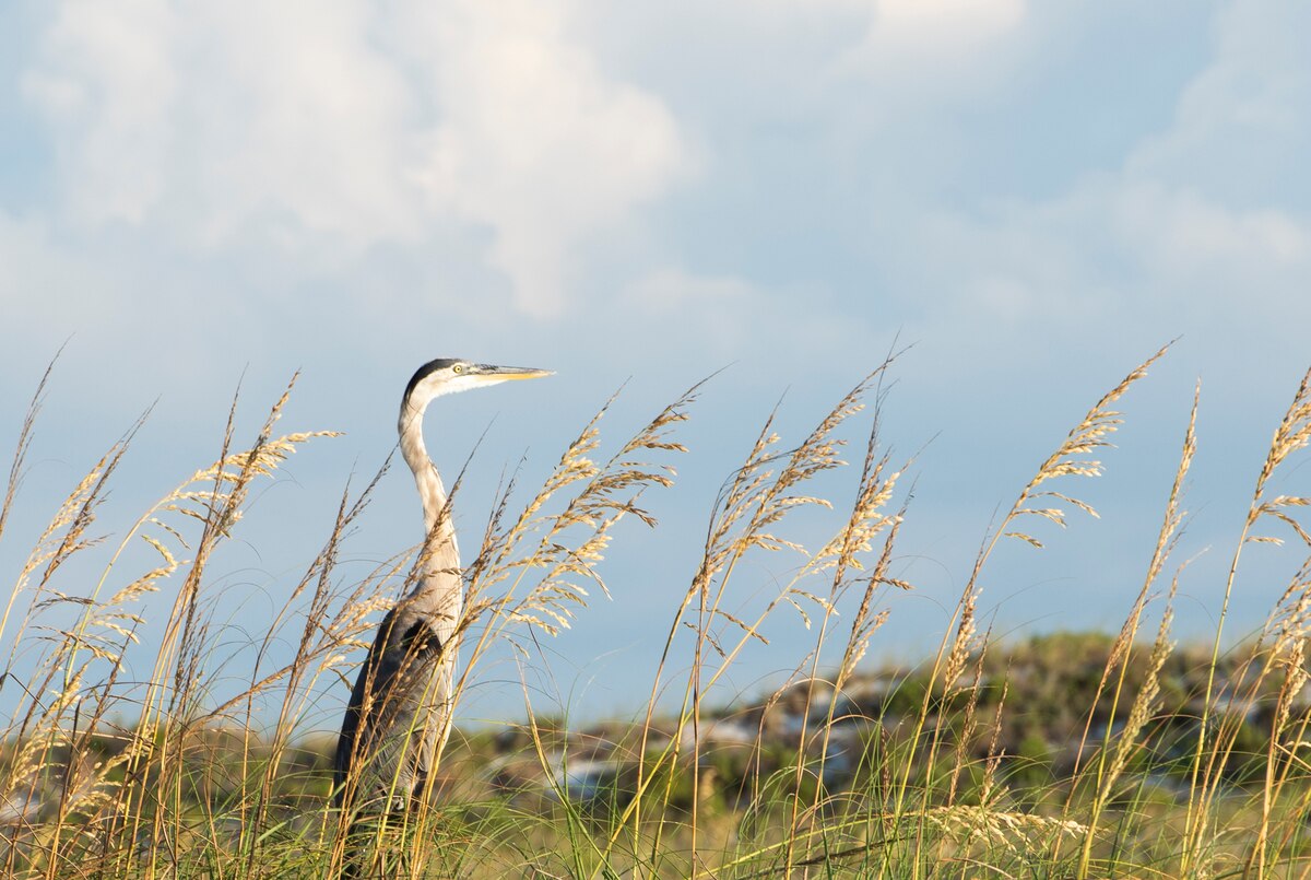 Scenes from Santa Rosa Island > Eglin Air Force Base > Article Display