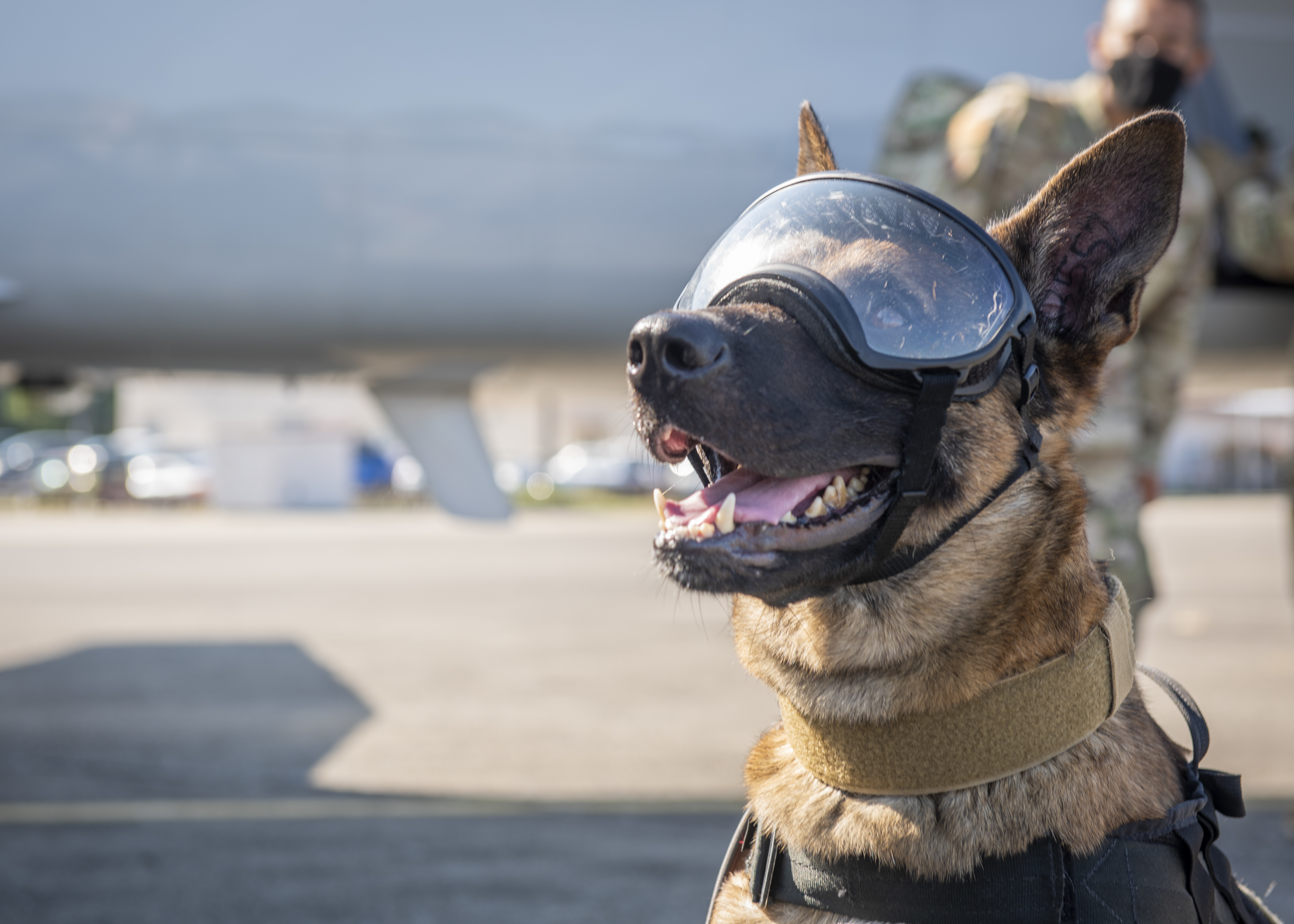 Airmen, Soldiers train on K-9 Aeromedical Evacuation Capabilities