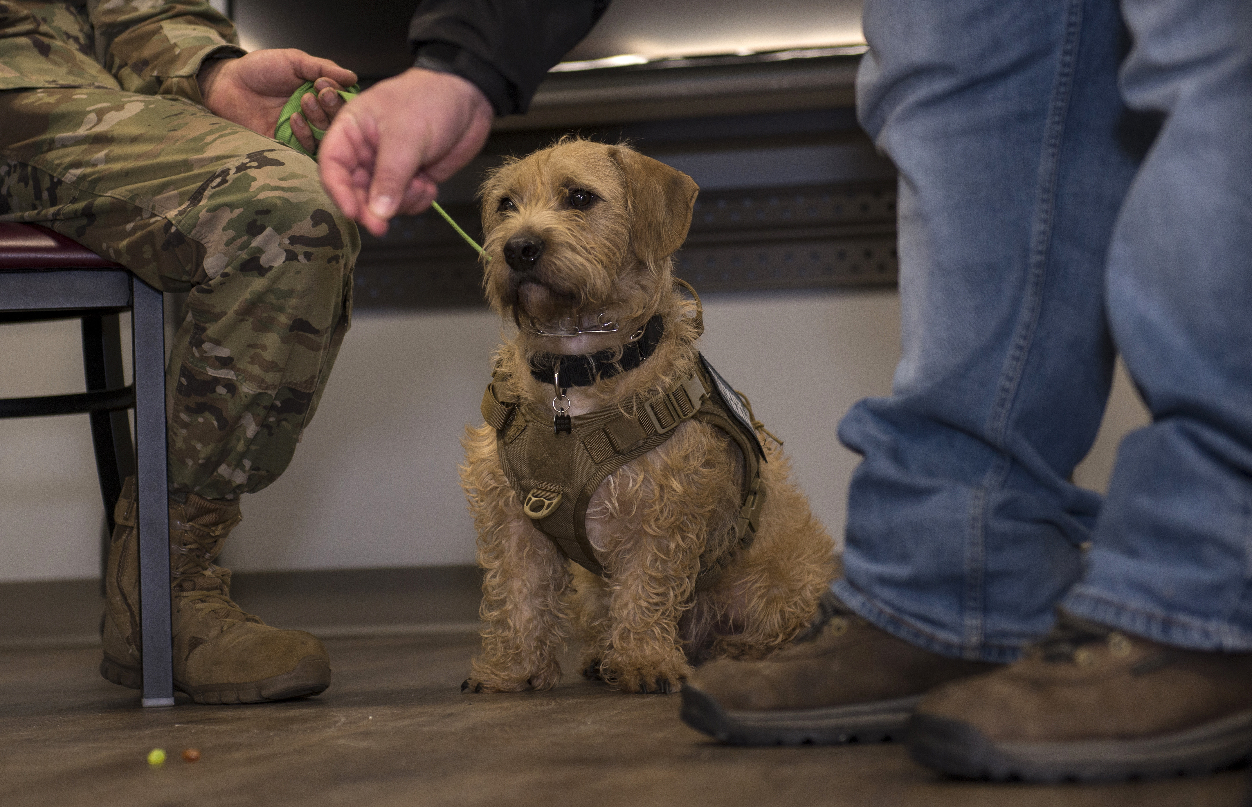 Rescue dogs help heal wounded warriors > Offutt Air Force Base ...