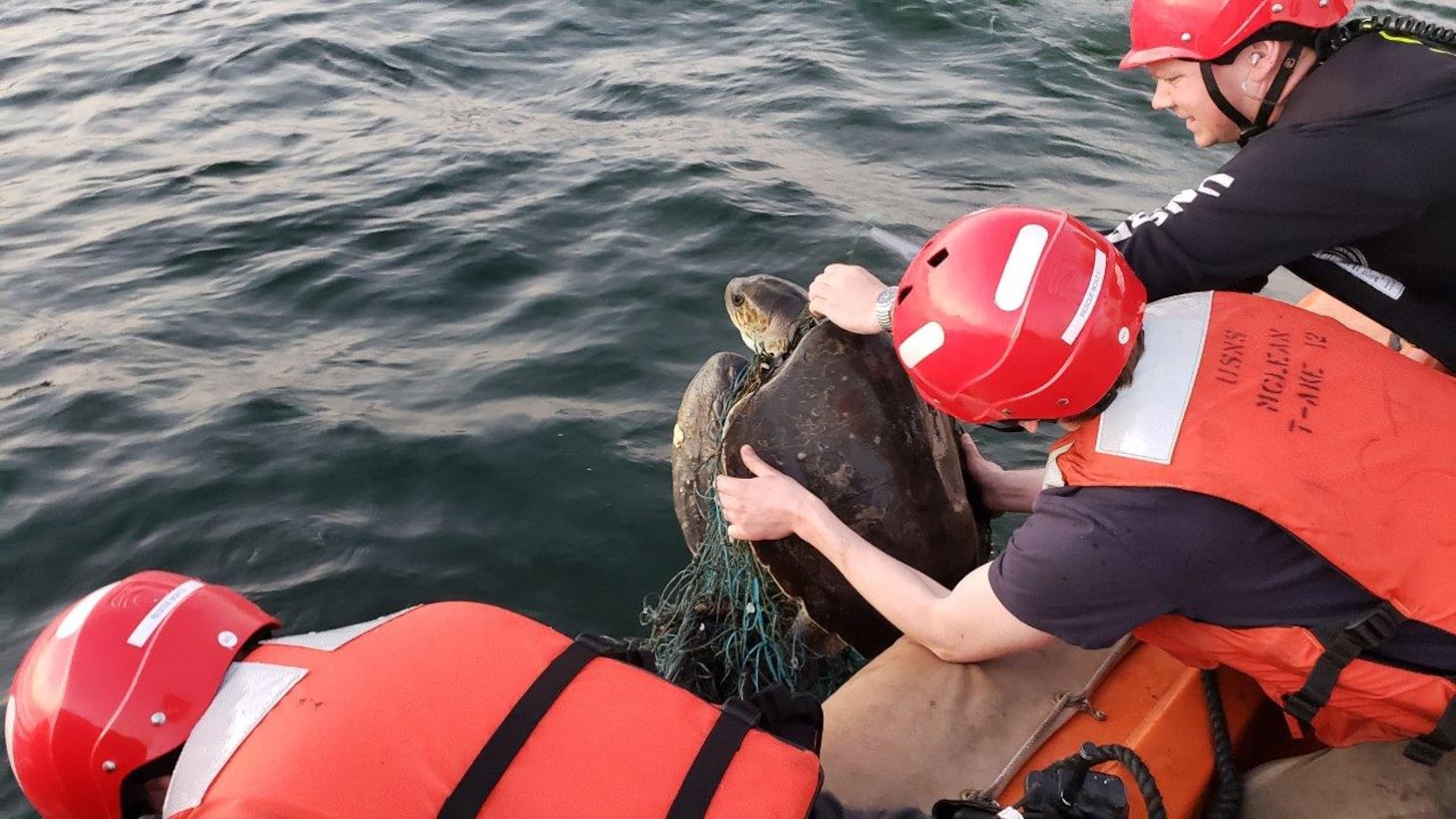 USNS Crew Rescues Marine Life in Arabian Sea > U.S. Naval Forces ...