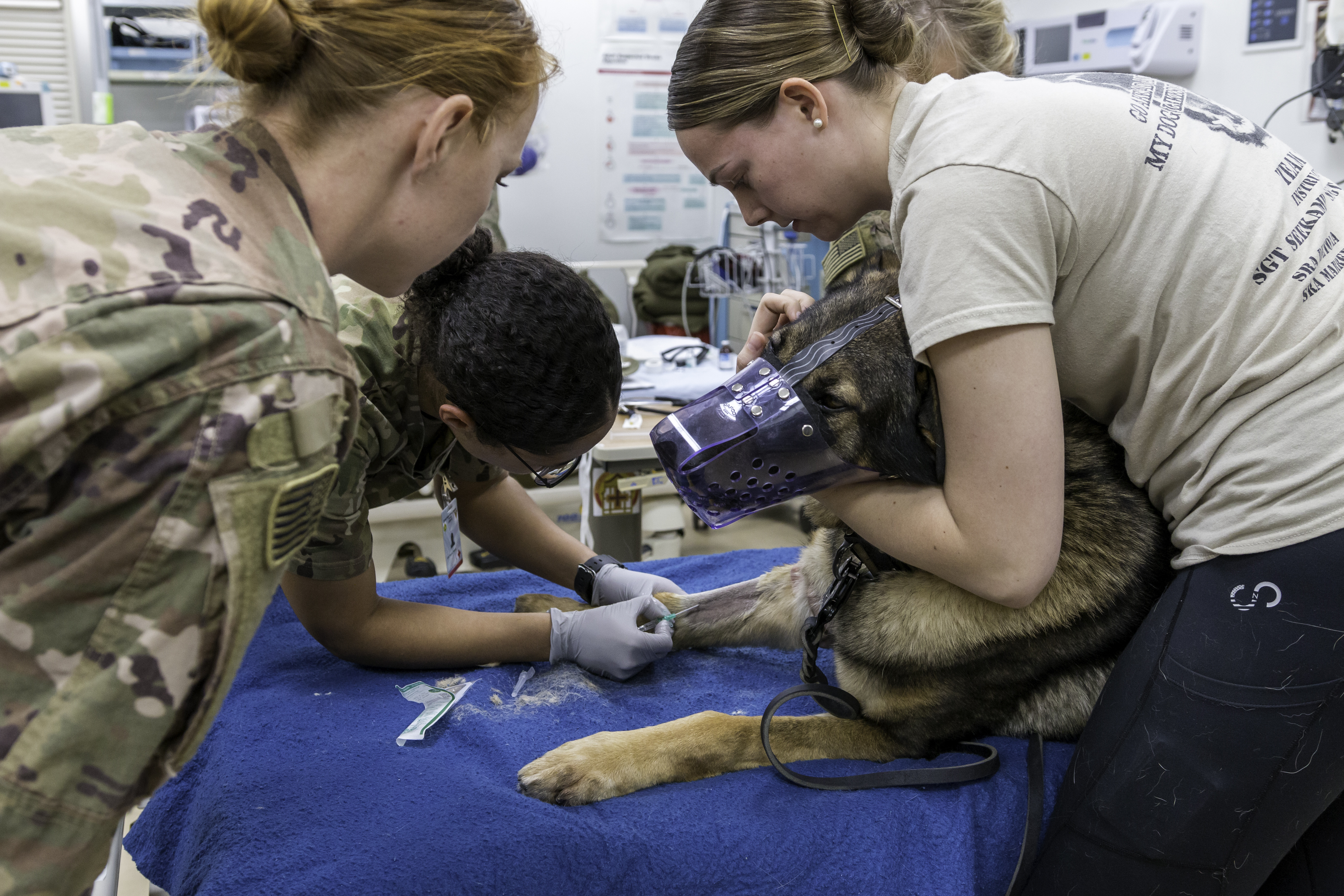 Military Working Dogs