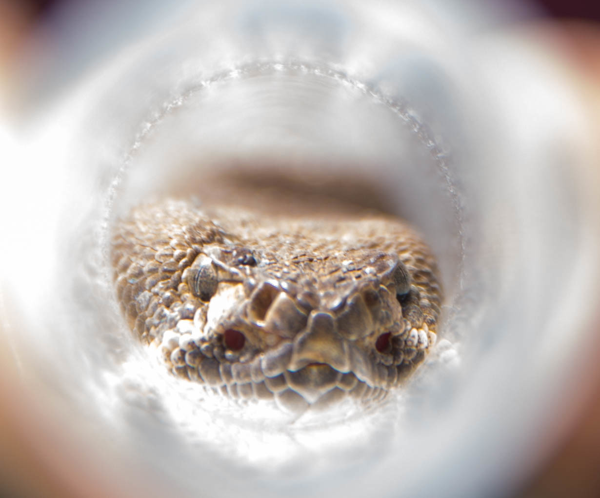 Inside protecting Camp Pendleton’s natural resources > U.S. Marine ...