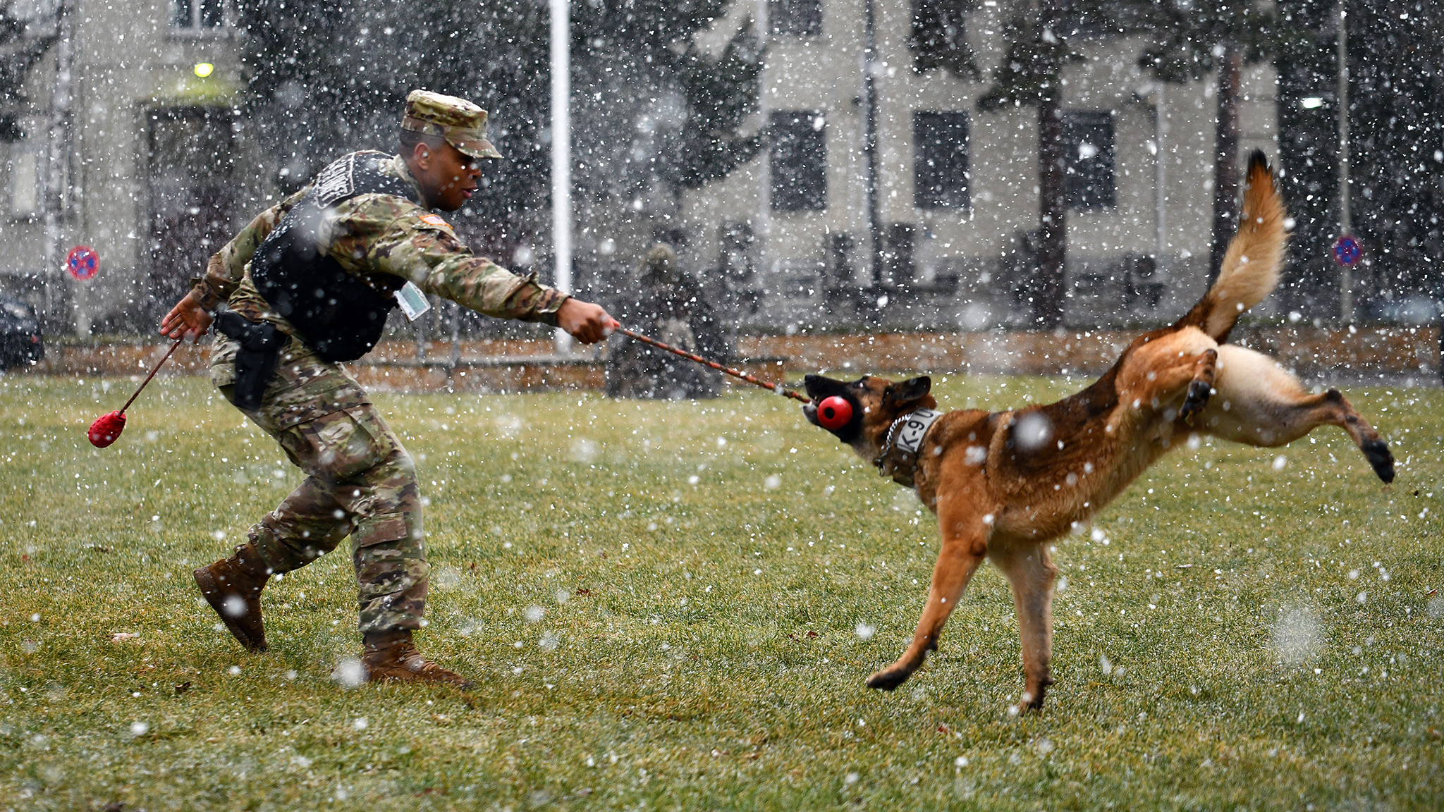 Military Working Dogs: U.S. Army Europe
