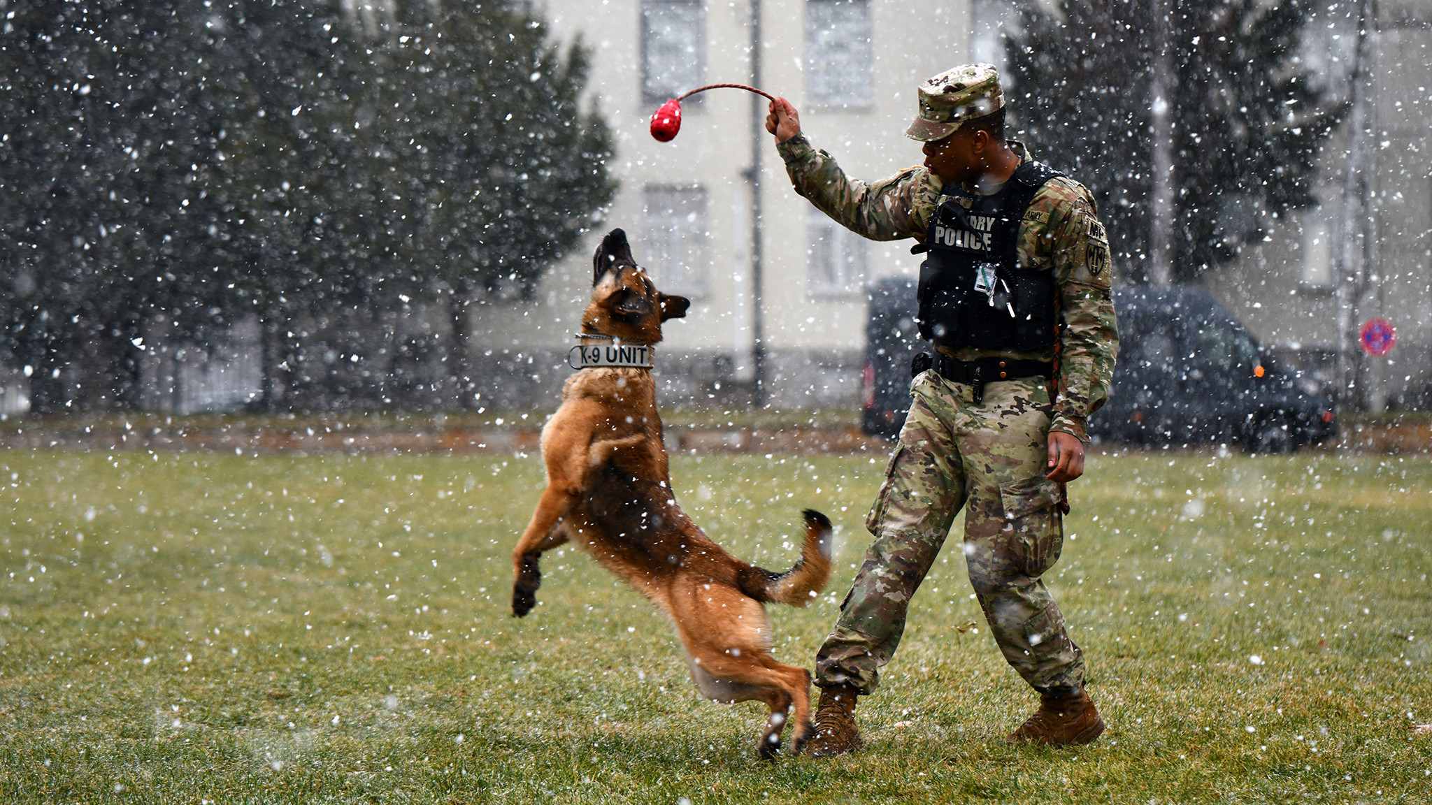 Military Working Dogs: U.S. Army Europe