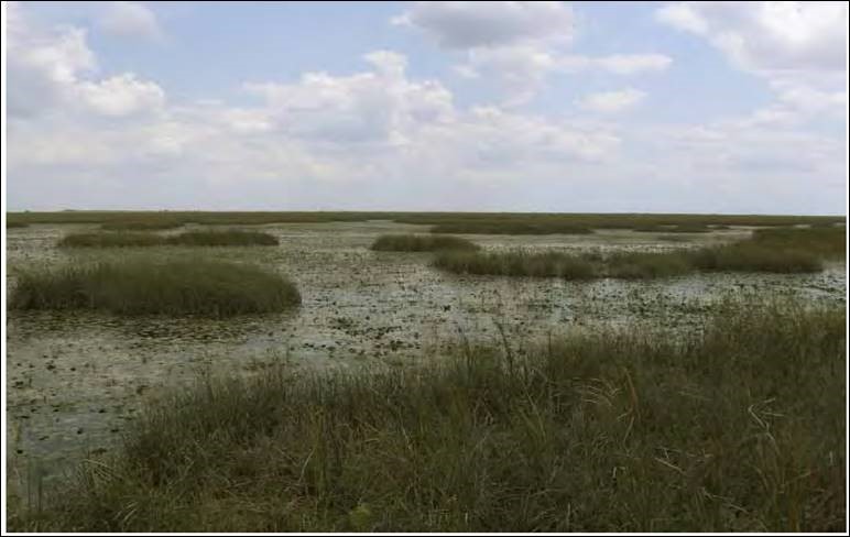 Everglades ridge and slough landscape in Water Conservation Area 3A