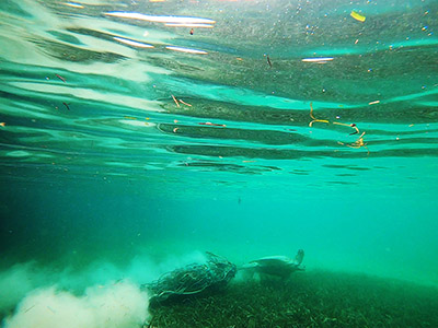 AUTEC personnel save green sea turtle entangled by rope, nets