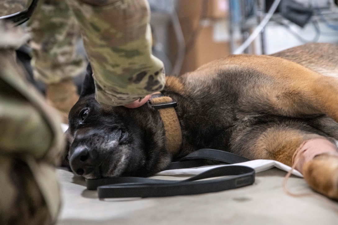 MWD suffers heat injury, saved by 378th MDG public health