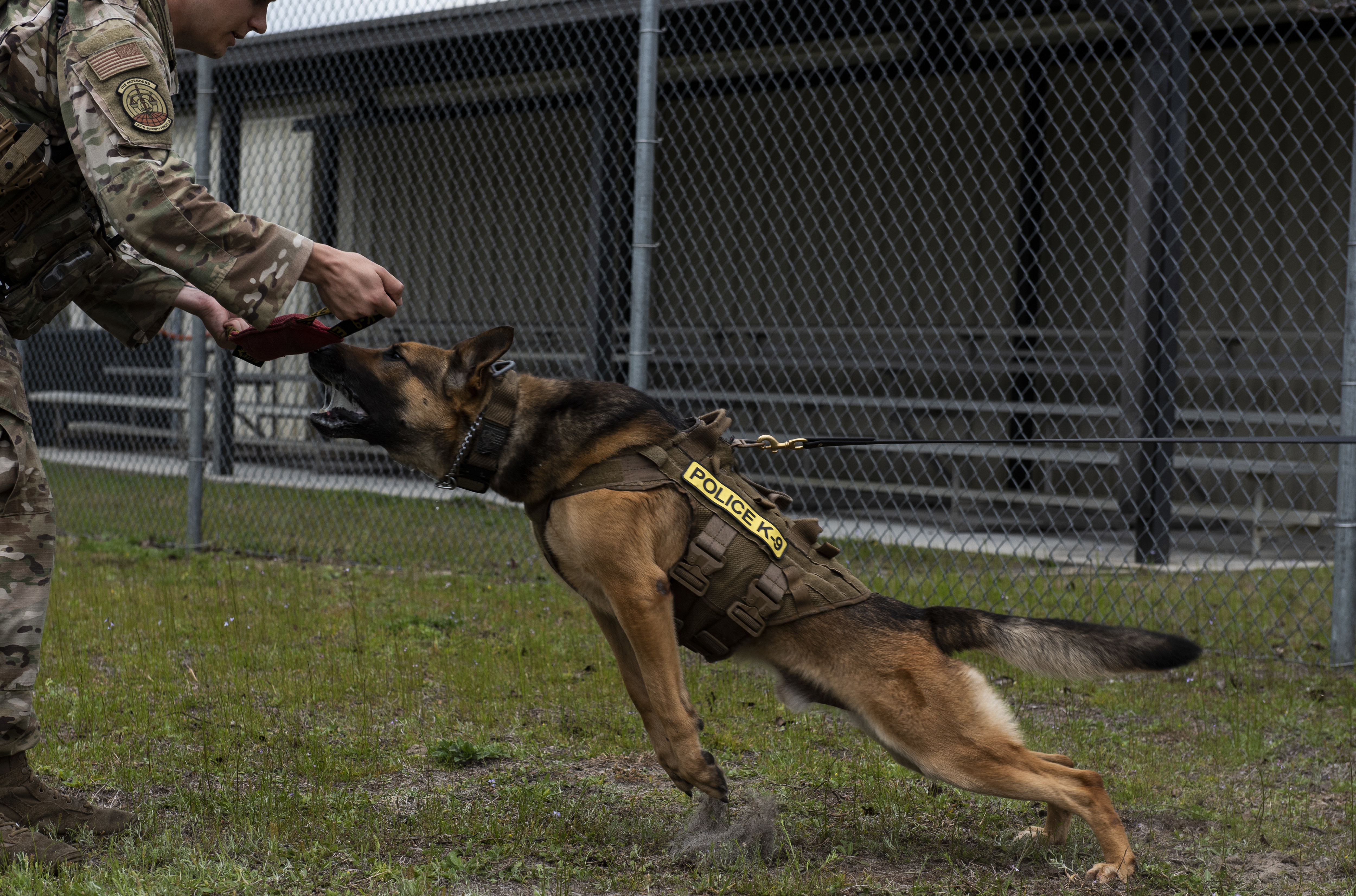 K-9 Veterans Day celebrated at Tyndall AFB > Air Combat Command ...