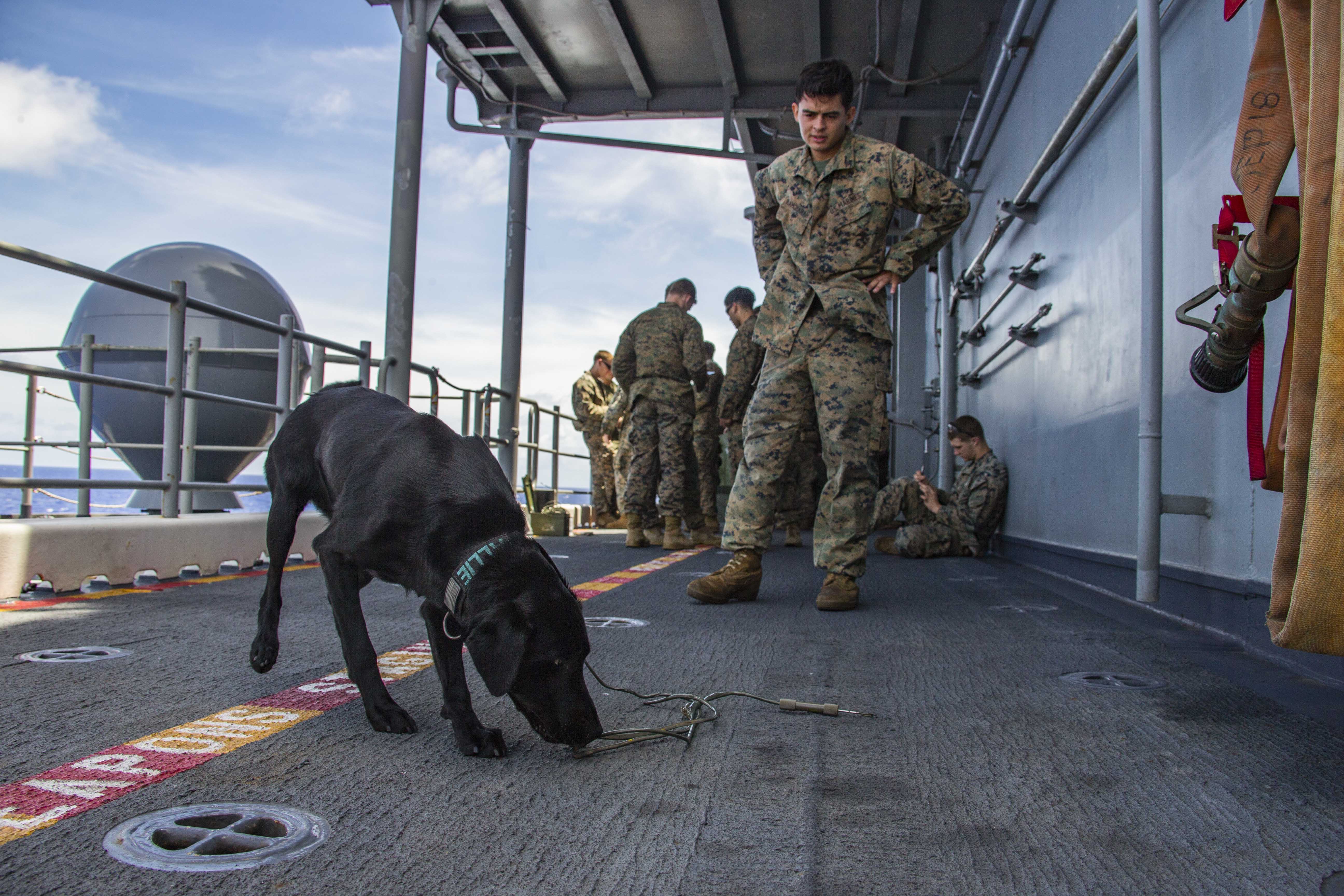 Allie Aboard | U.S. Department of War