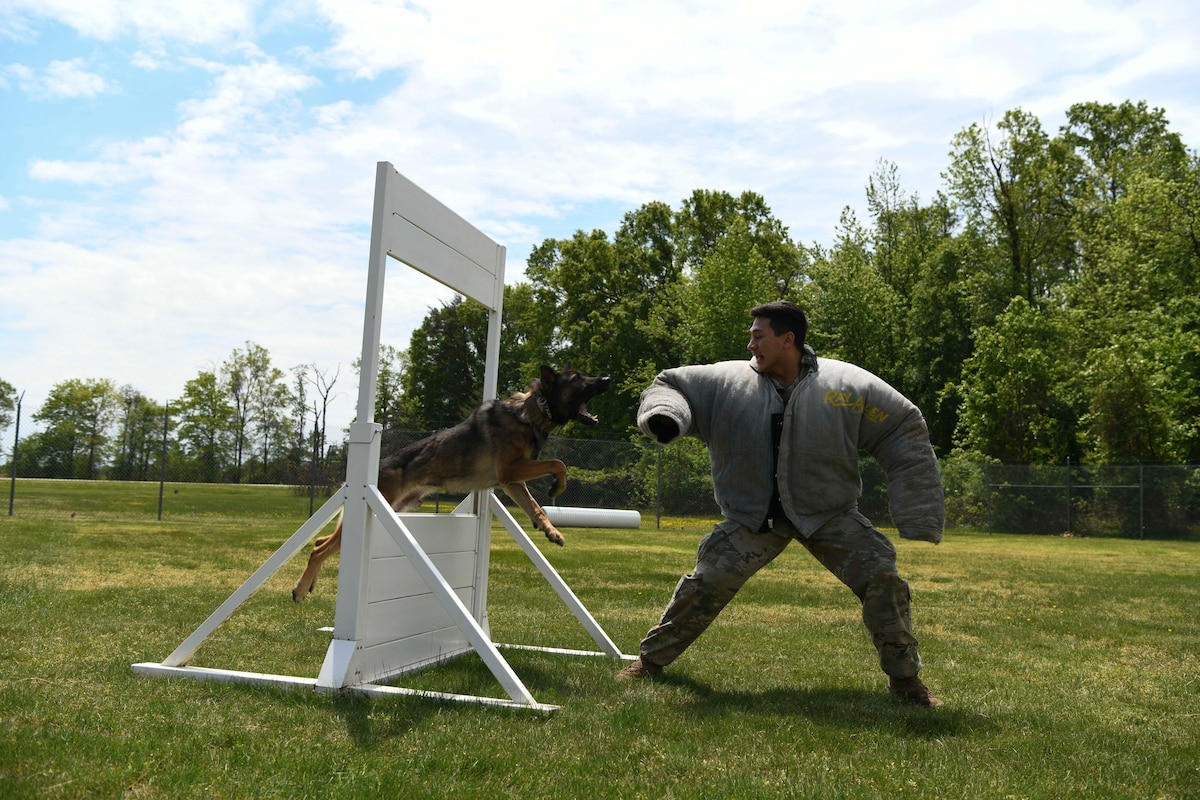Military Working Dogs showcase training capabilities during Police Week ...