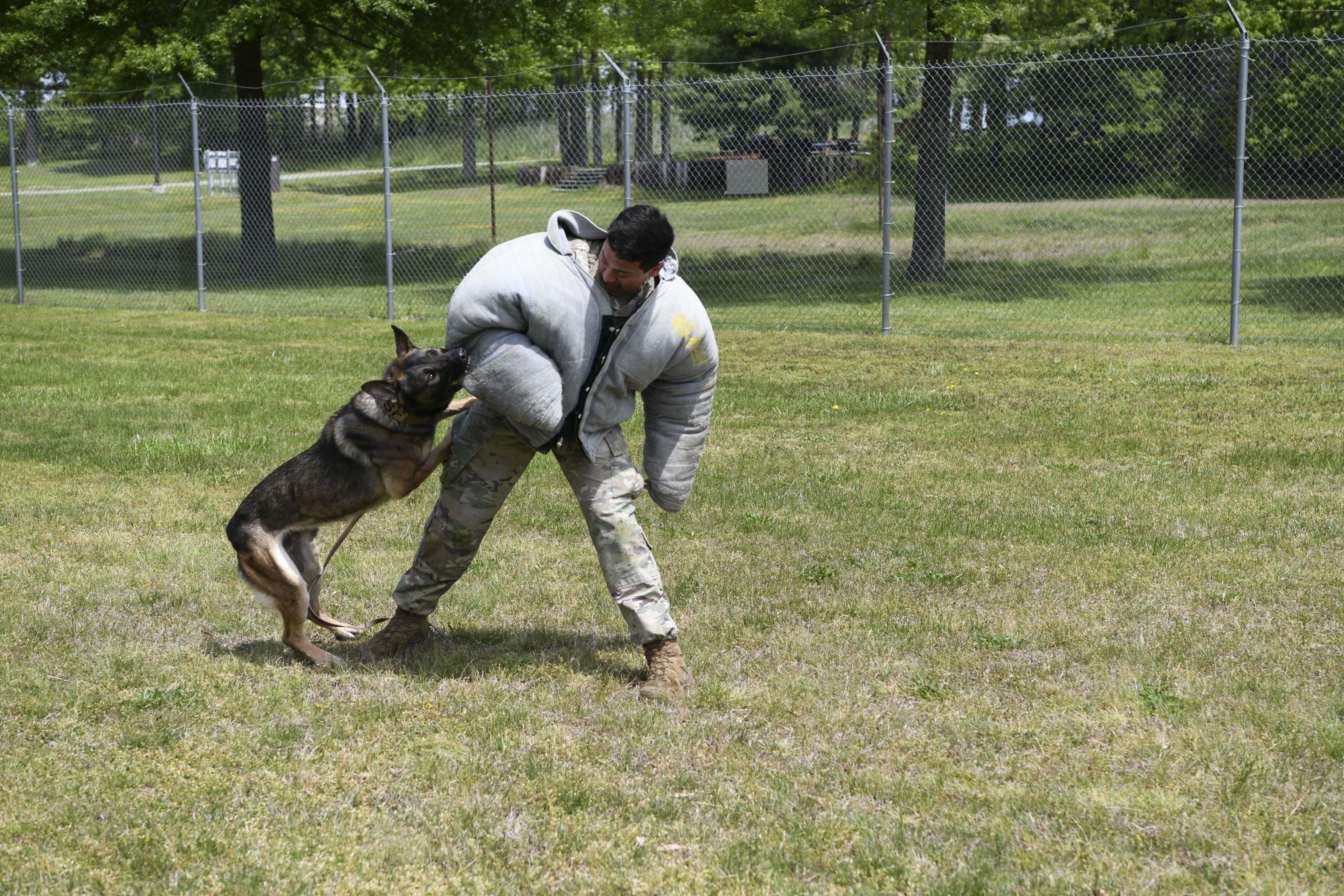 Military Working Dogs showcase training capabilities during Police Week ...