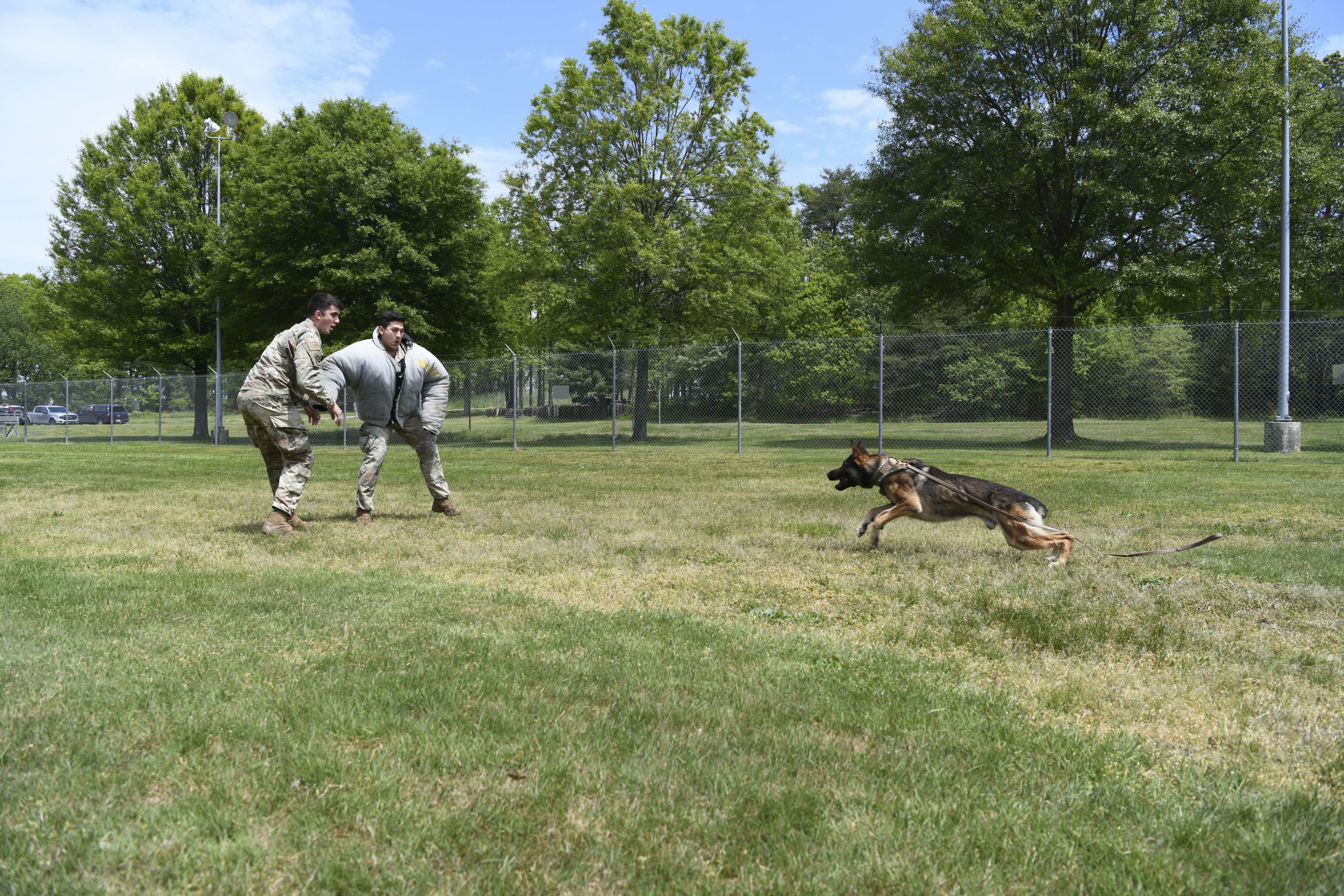 Military Working Dogs showcase training capabilities during Police Week ...
