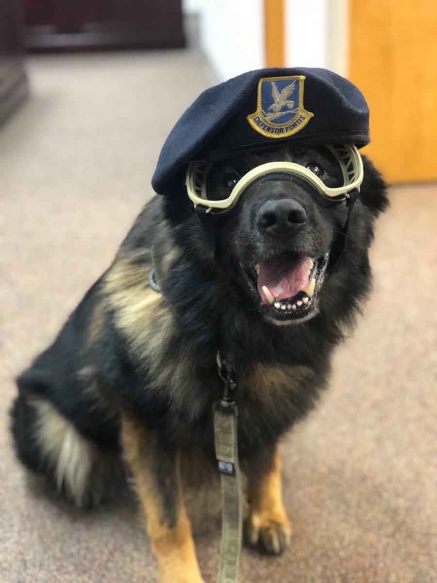 Military Working Dog Bruno rocks medically prescribed goggles > Nellis ...