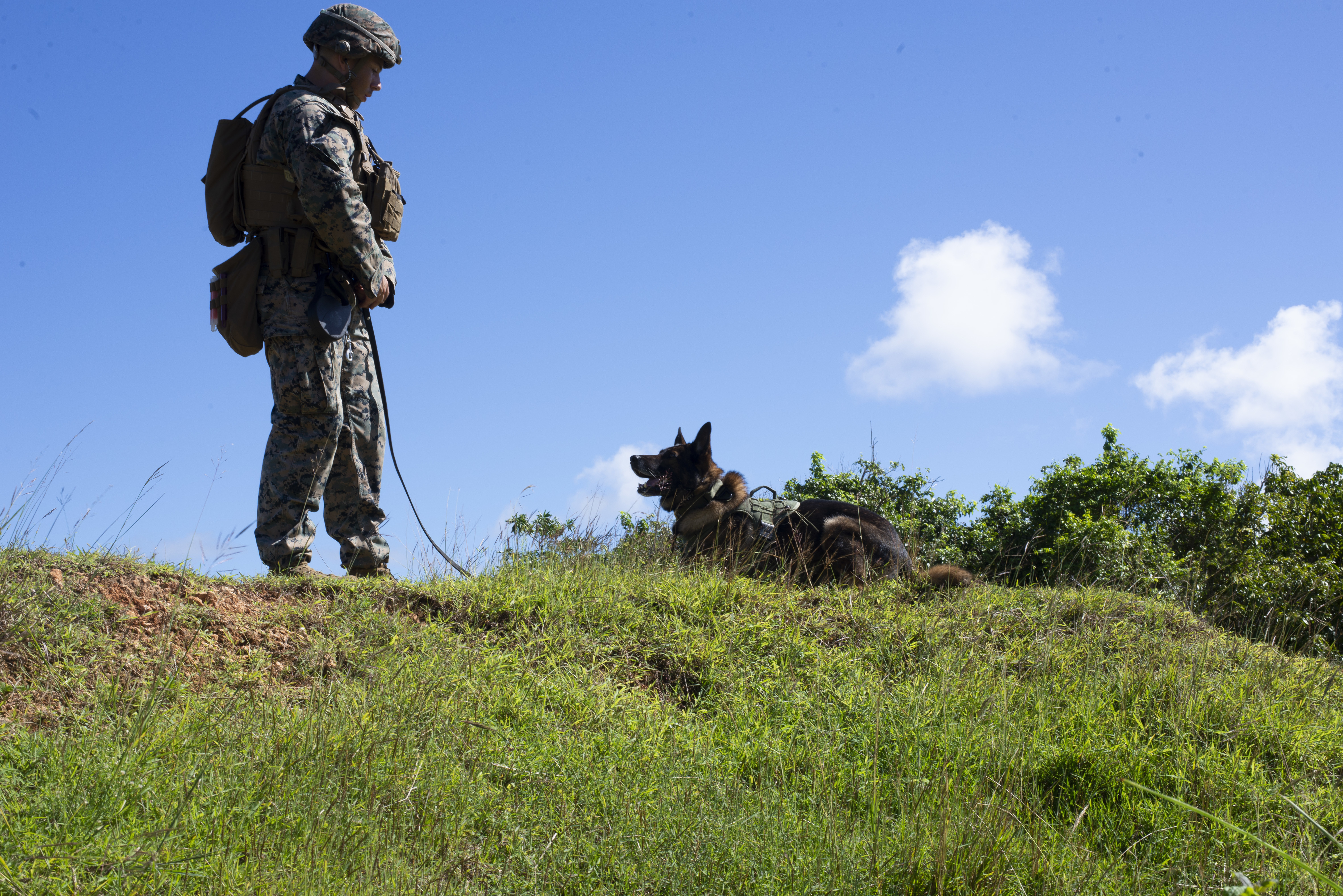 736th SFS Hosts Joint Working Dog Knowledge Exchange > Andersen Air ...