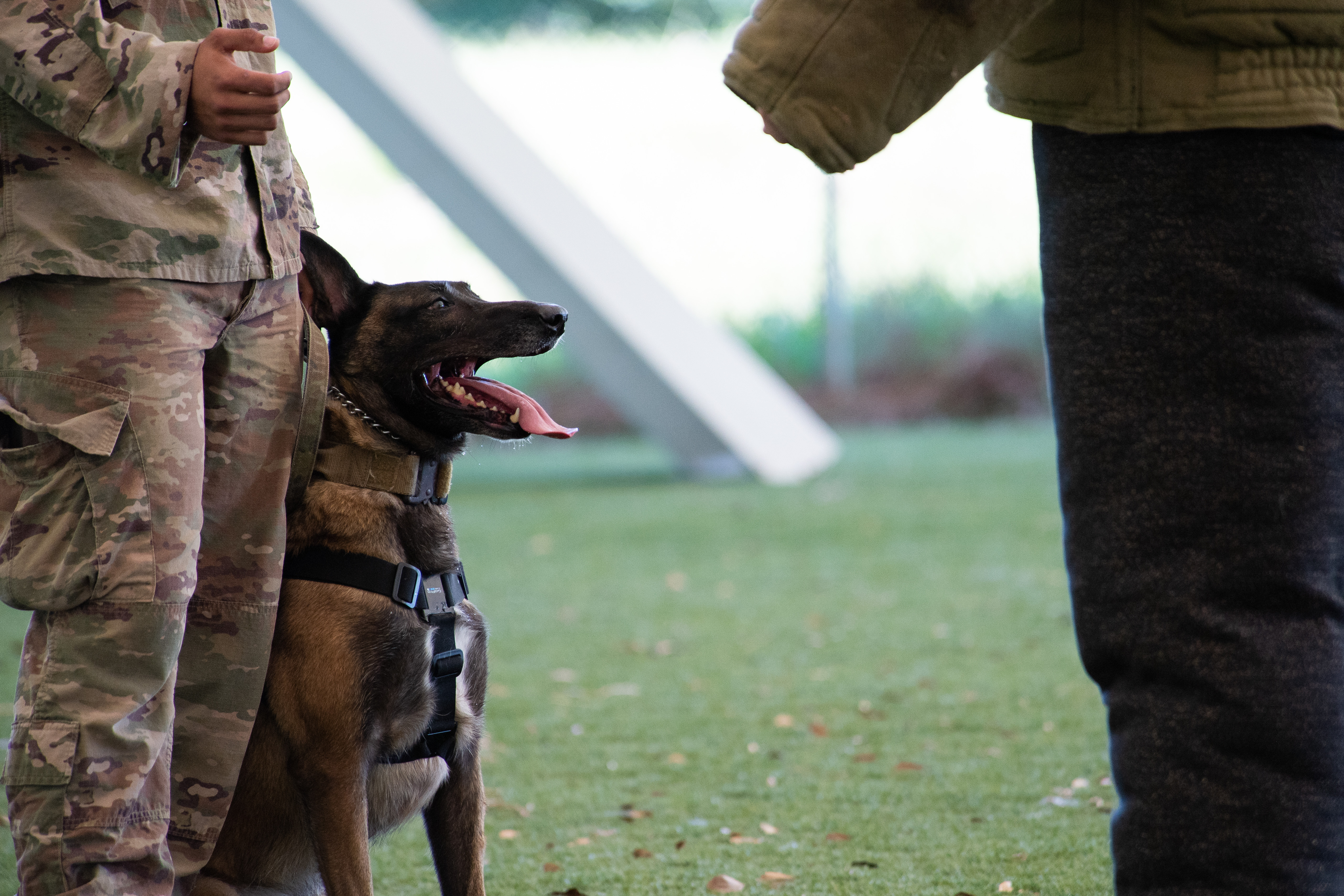 2nd SFS MWD section showcase capabilities > Kirtland Air Force Base > News