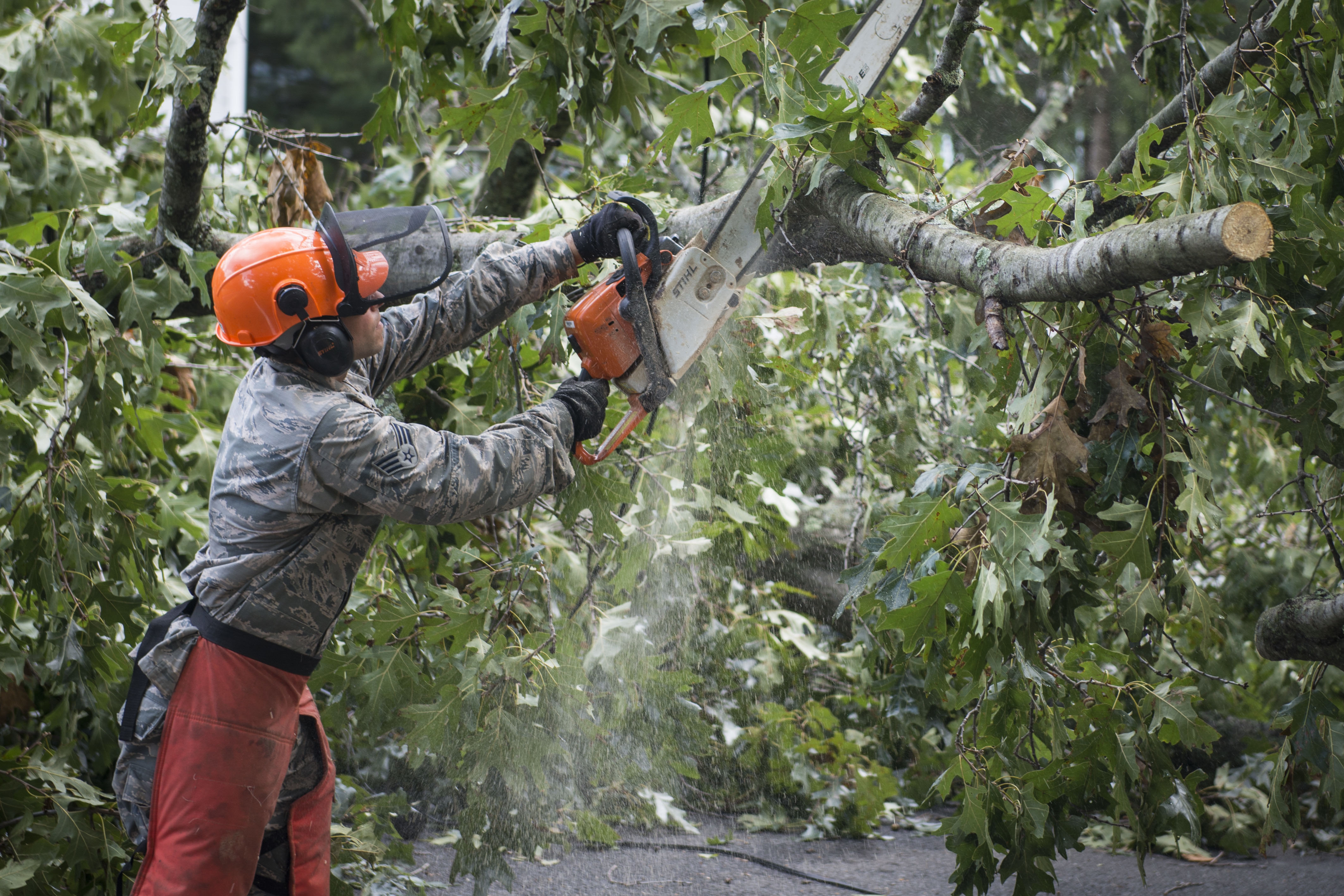 Tree Removal | U.S. Department of War