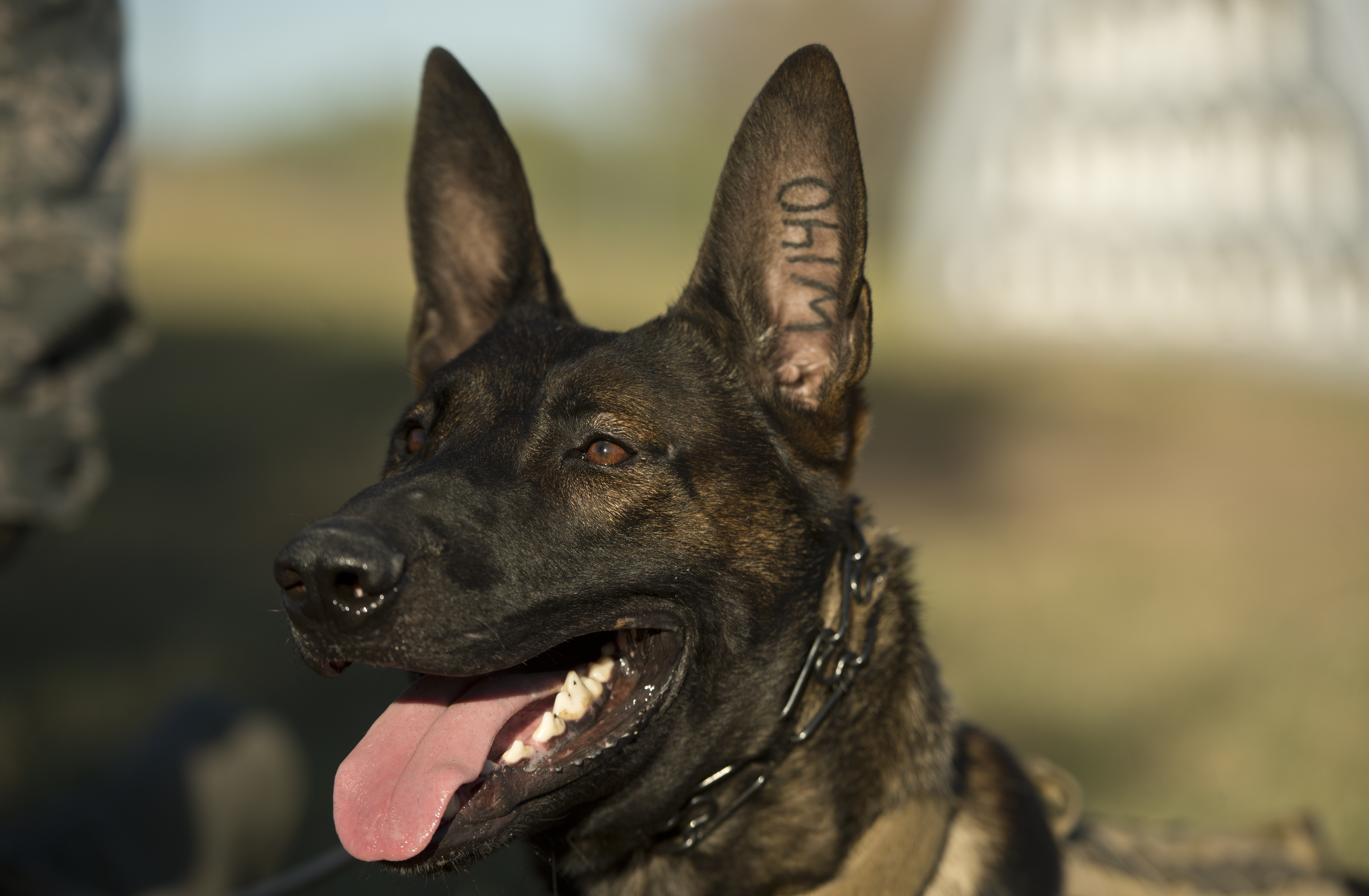 Quality Breeding > > Display