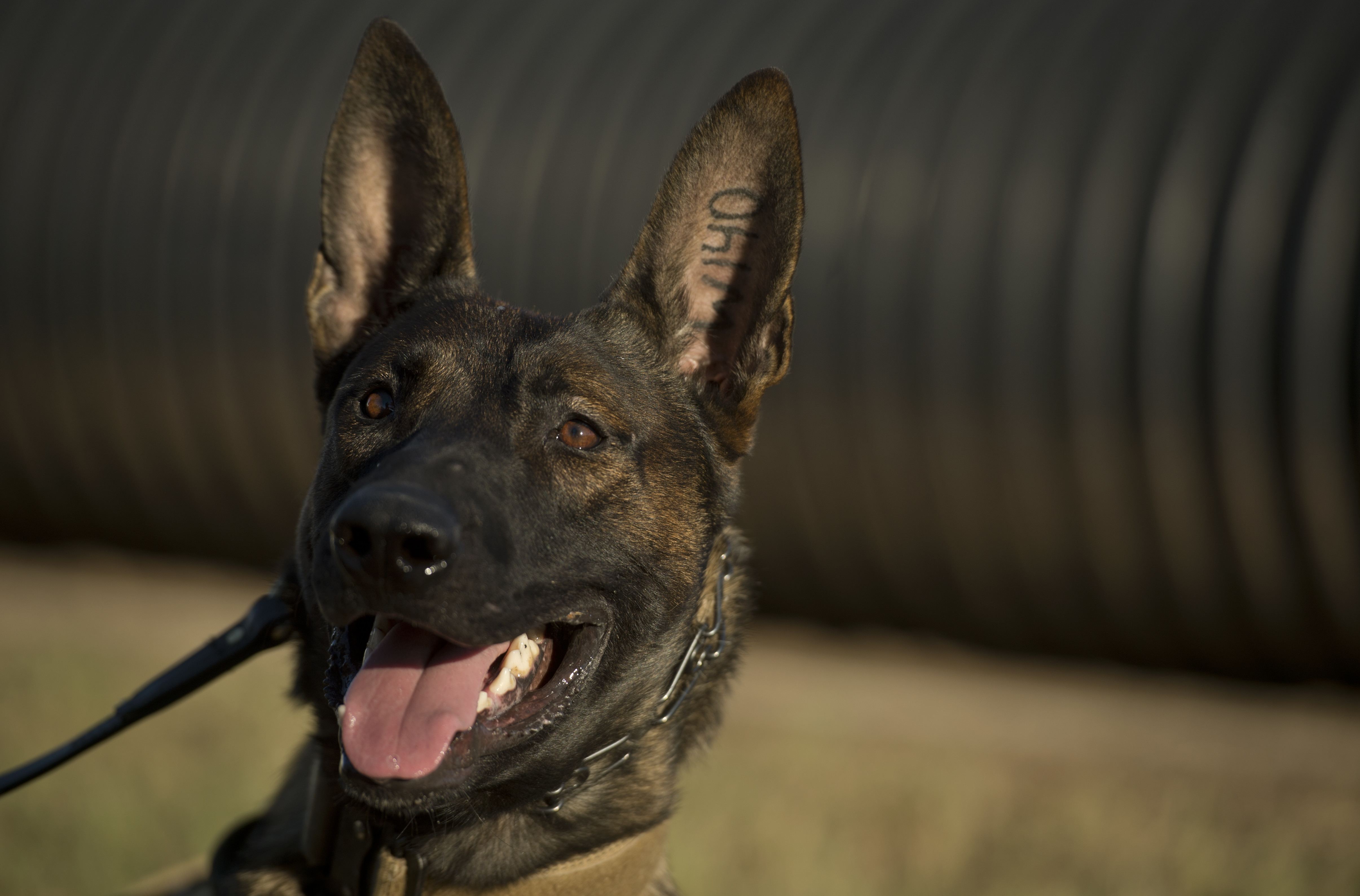 Quality Breeding > > Display