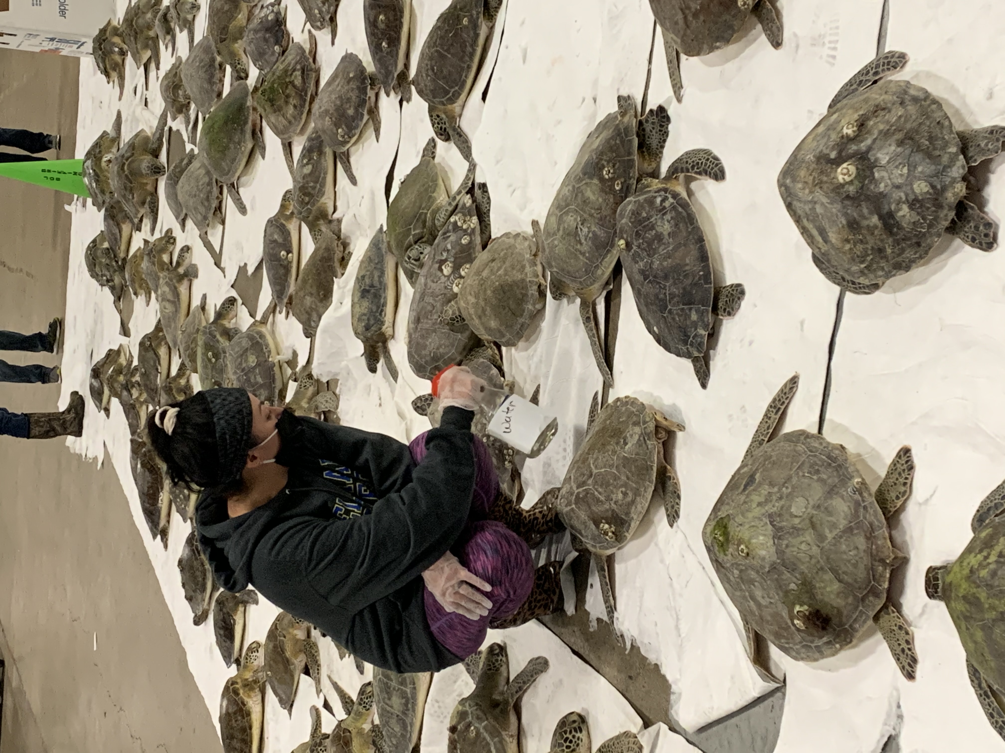 disputatious turtles