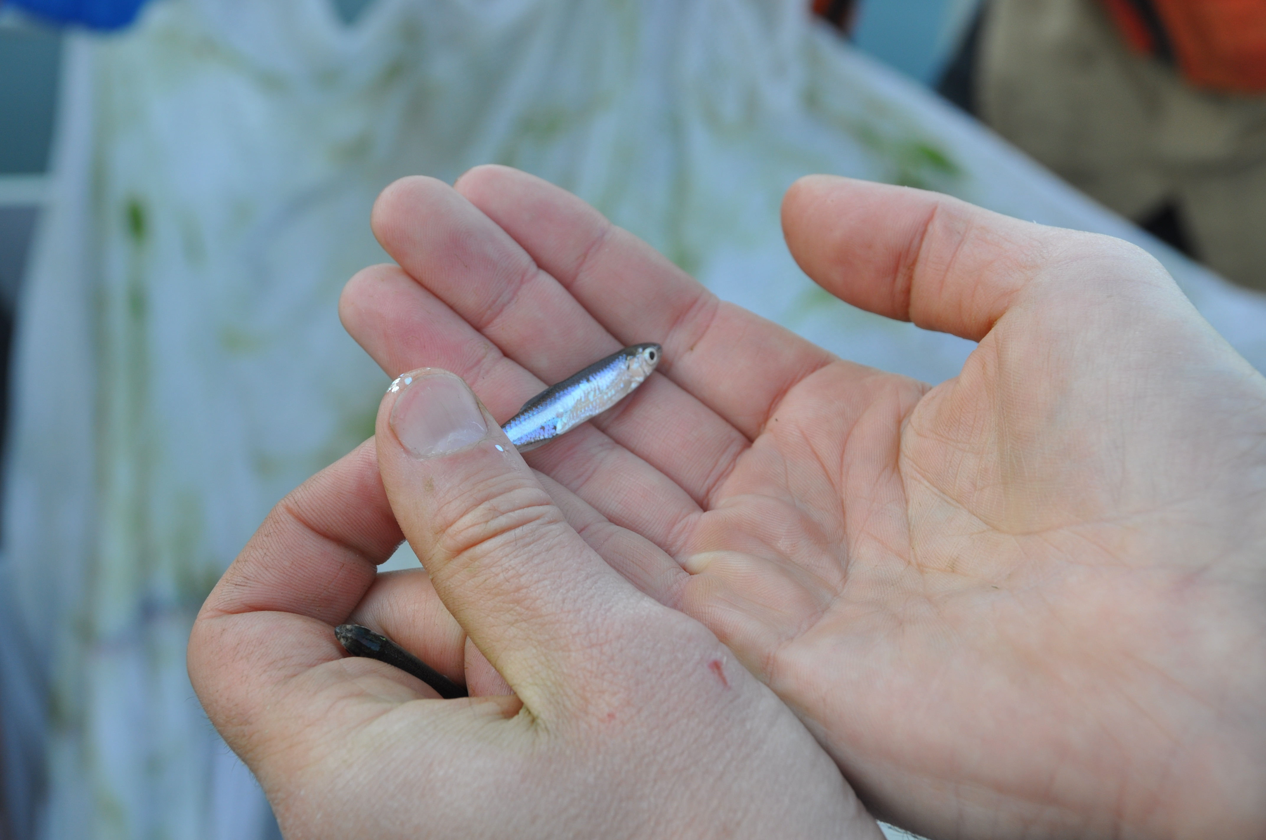 U.S. Army Corps of Engineers to construct fish passage demonstration ...