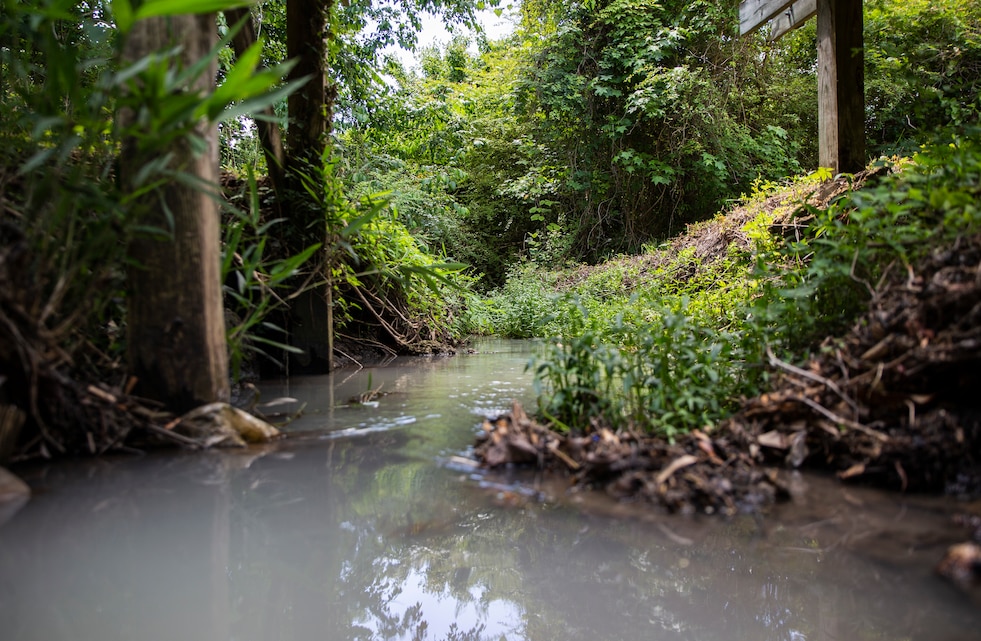 Cherry Point’s Resiliency Restores Ecosystems > Marine Corps Air ...